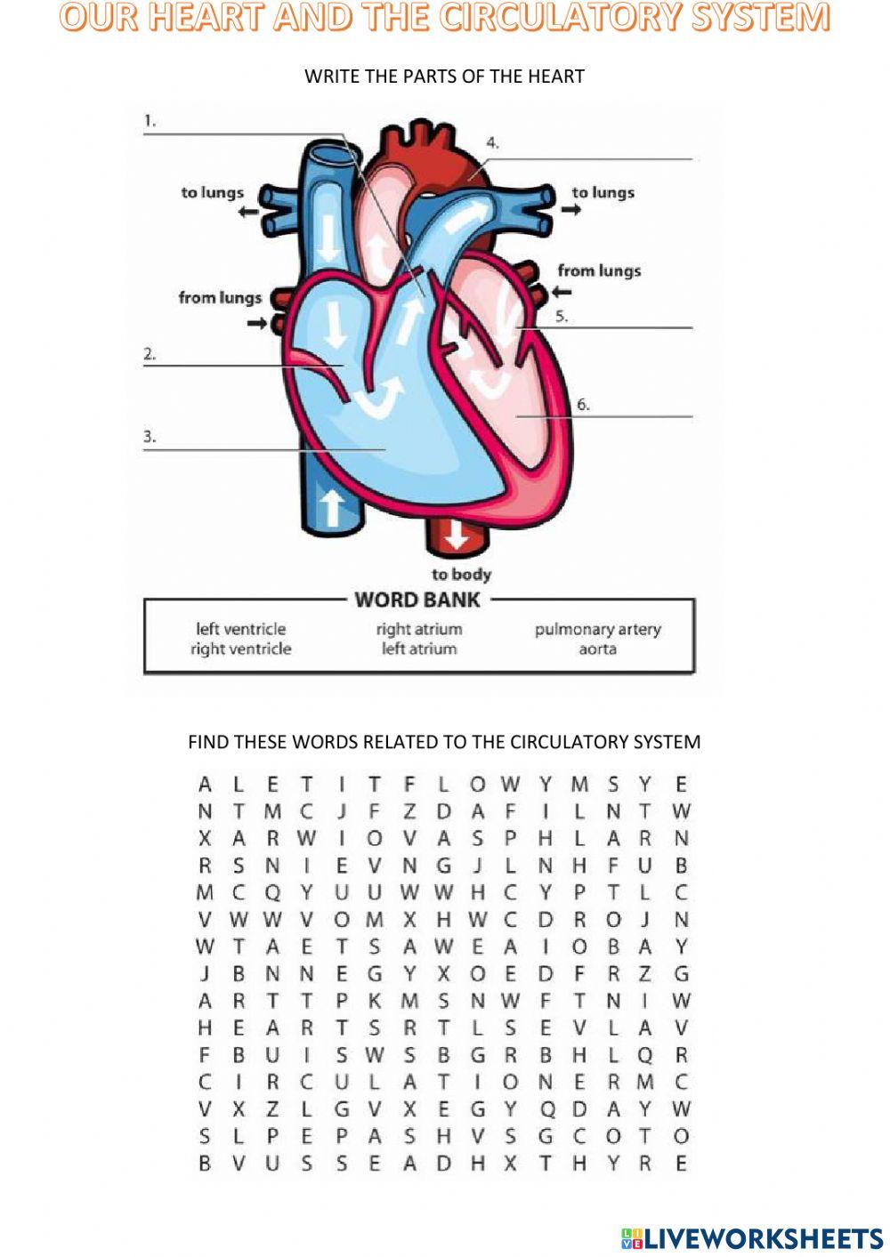 Circulatory suy… | Free Interactive Worksheets | 1845975
