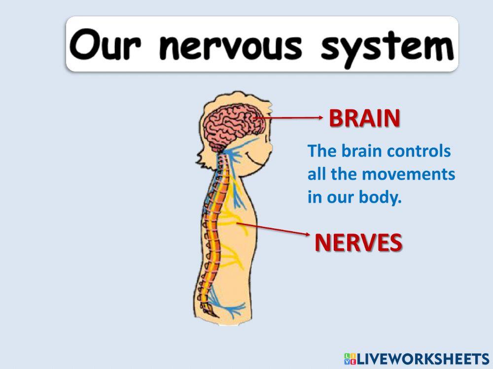 Locomotor and nervous system interactive worksheet | Live Worksheets