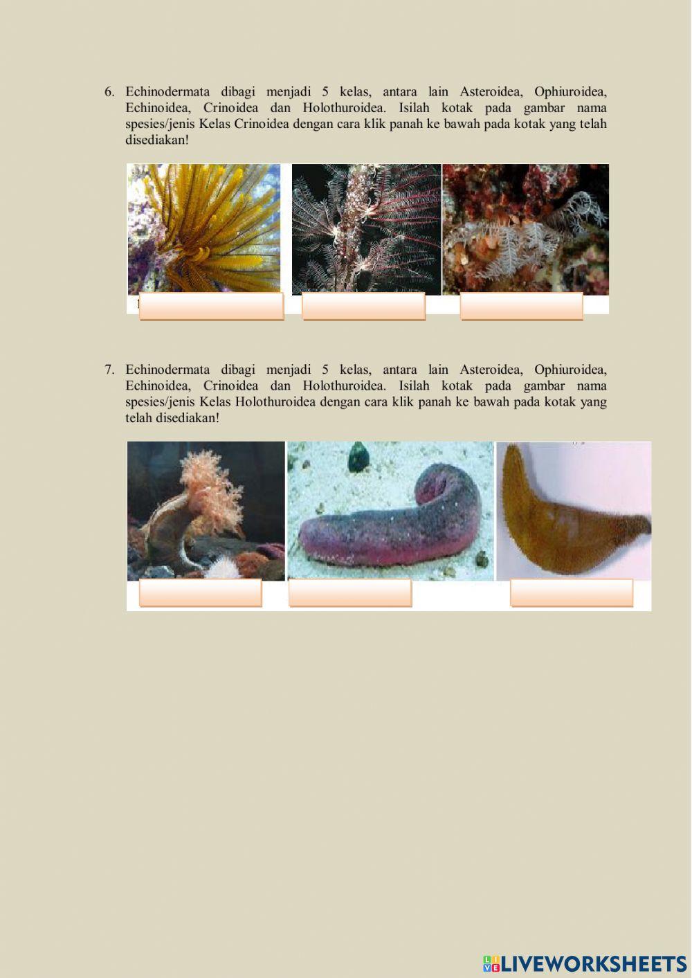 Echinodermata 1847101 | EVAIRAWATI | LiveWorksheets