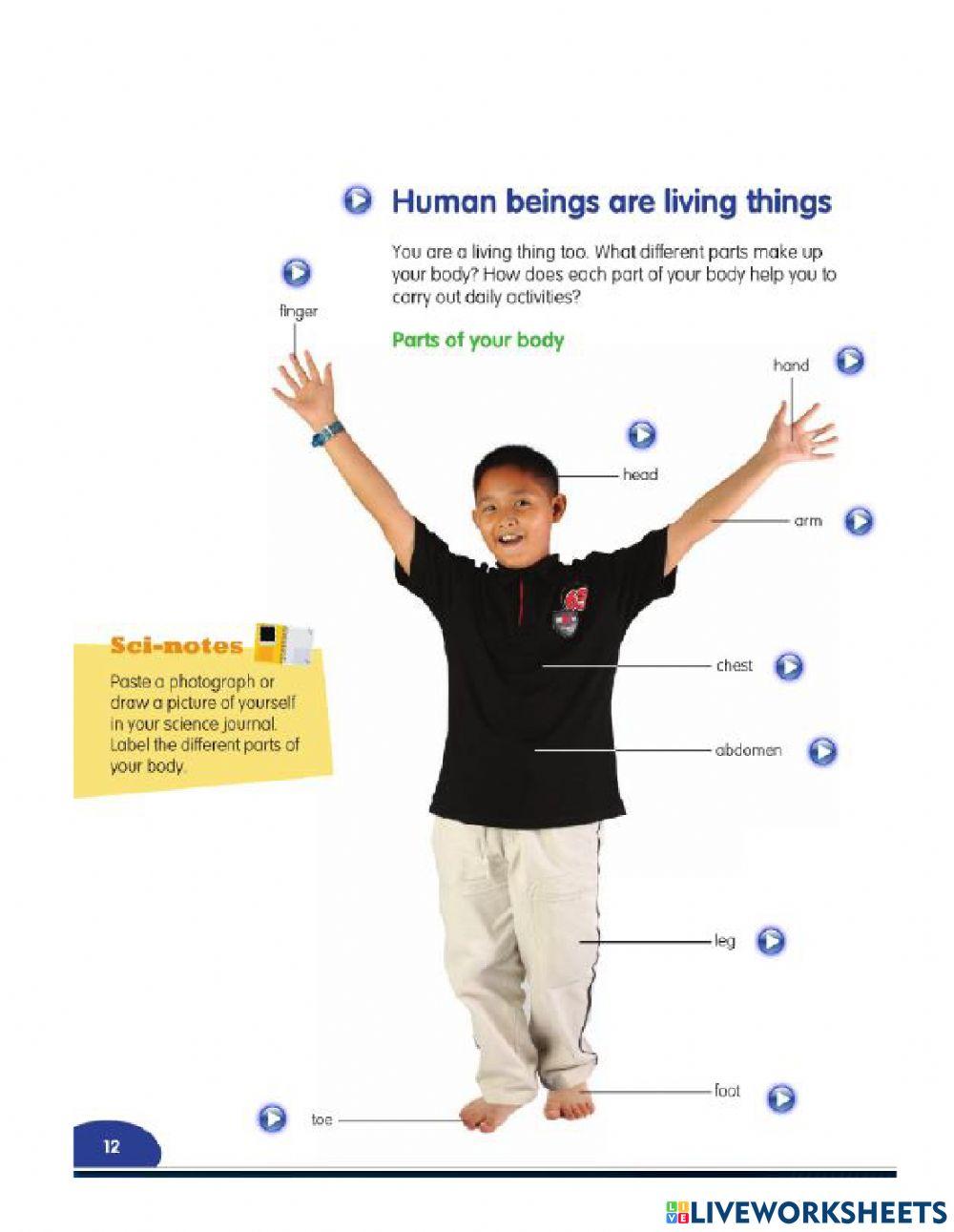 Humans body par… | Free Interactive Worksheets | 1847138