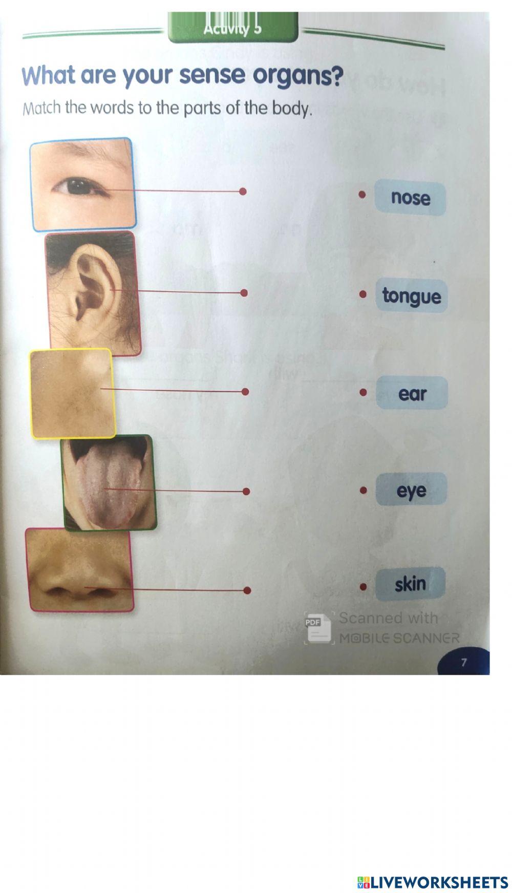 1849841 | Sense Organs | izzelisa | LiveWorksheets