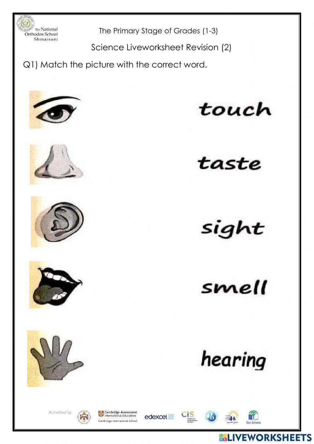 5 senses interactive exercise for 1 | Live Worksheets