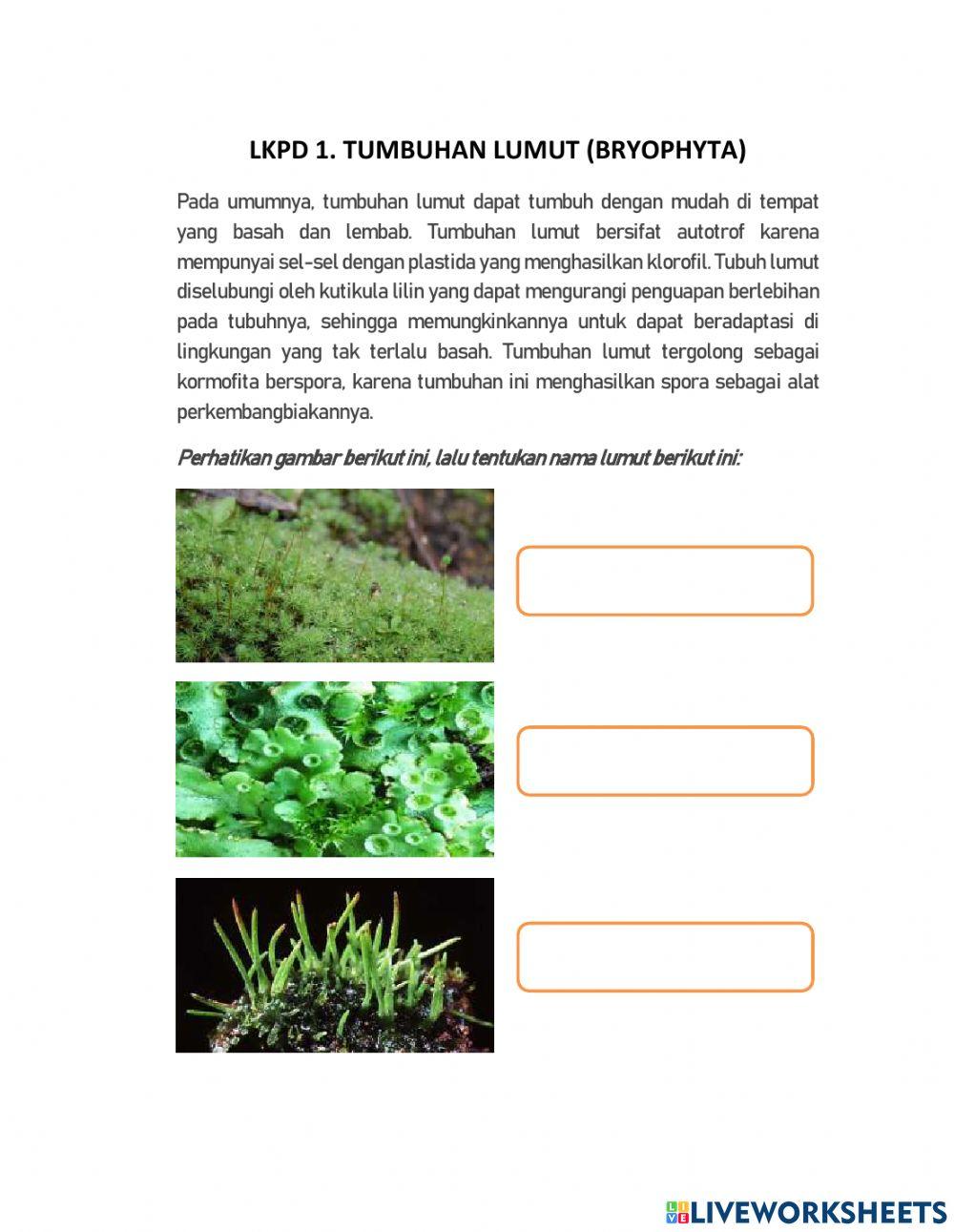 LKPD 1 Biologi worksheet | Live Worksheets