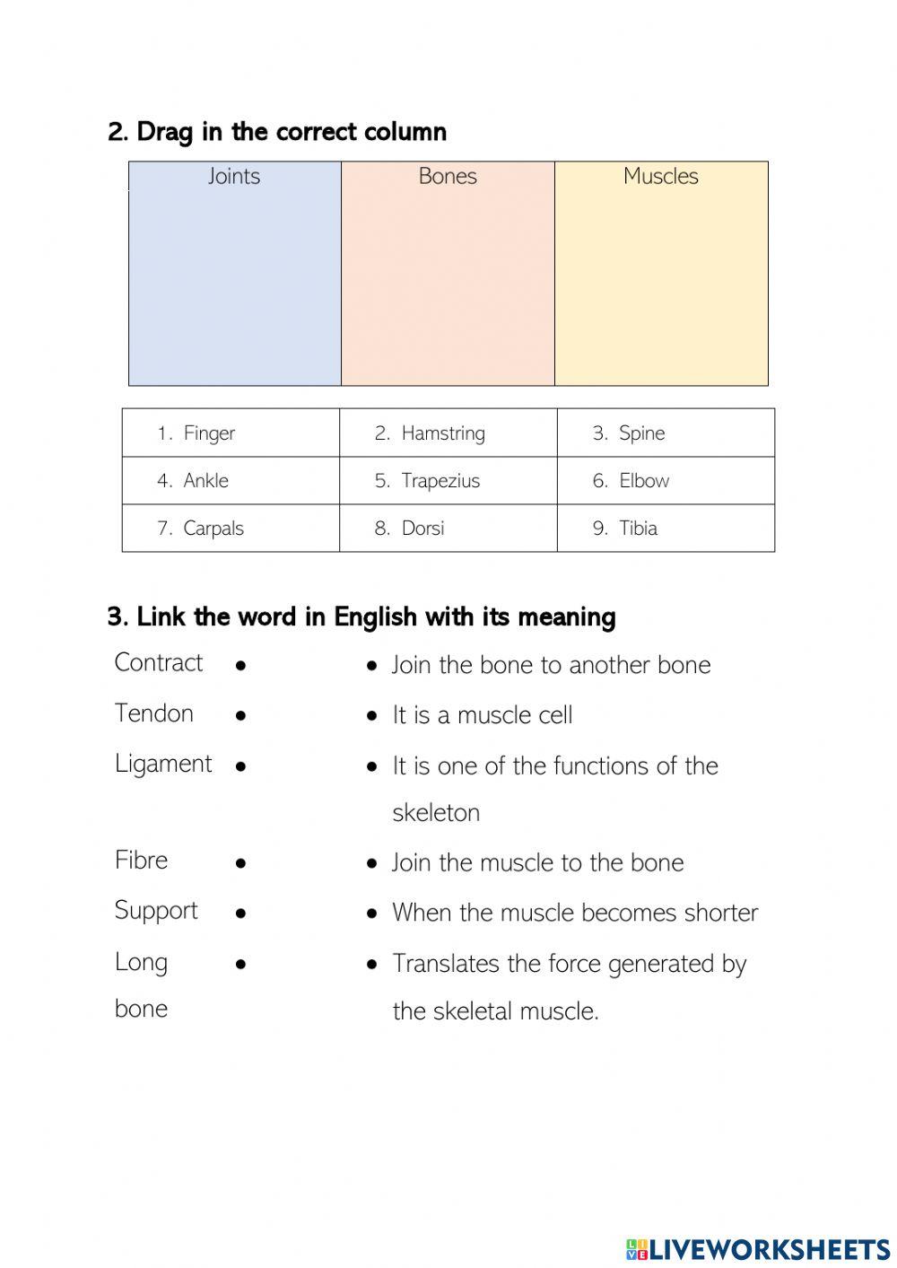 Locomotor system interactive worksheet for HIGH SCHOOL | Live Worksheets