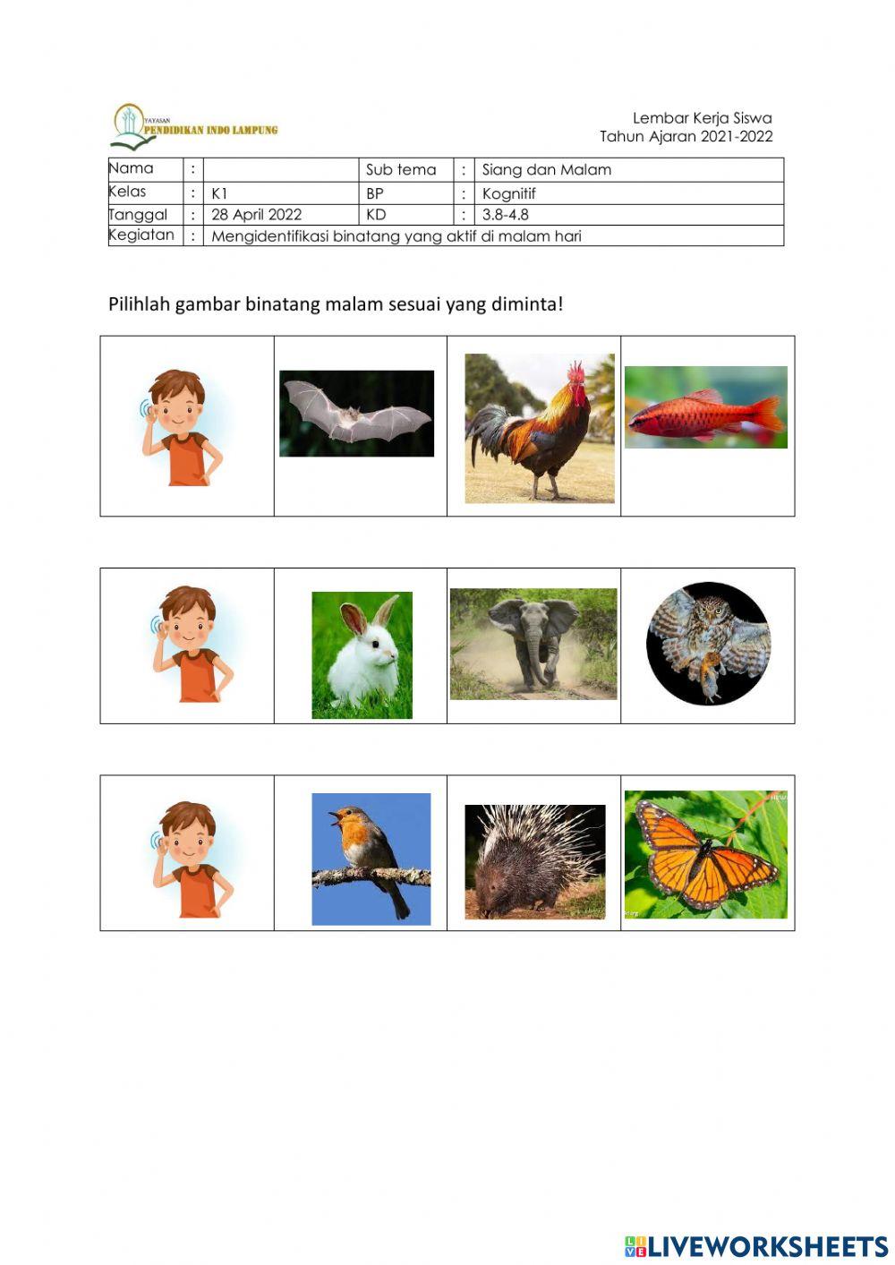 Binatang activity for tk b | Live Worksheets