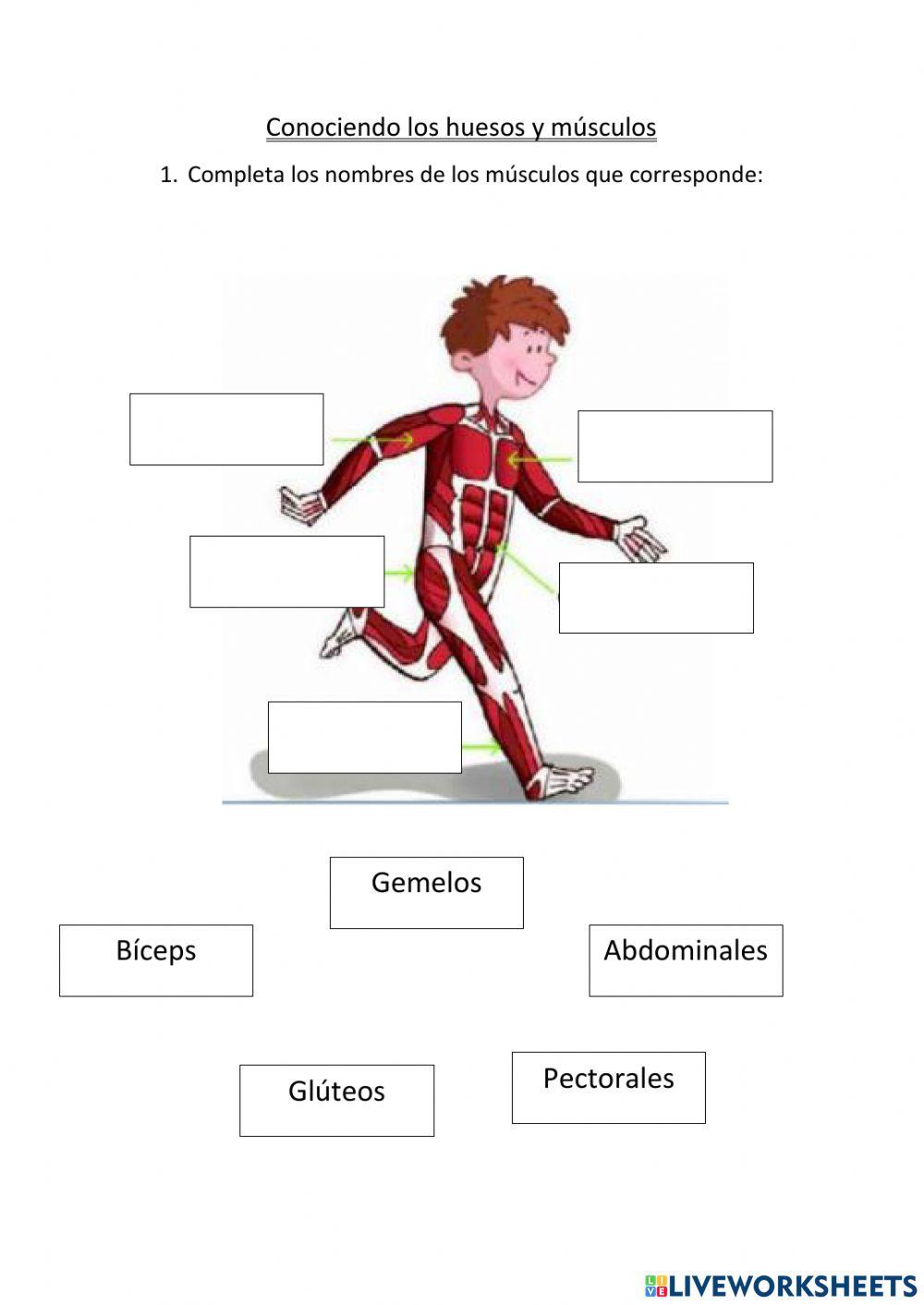 Huesos y músculos interactive activity for PRIMARIA | Live Worksheets