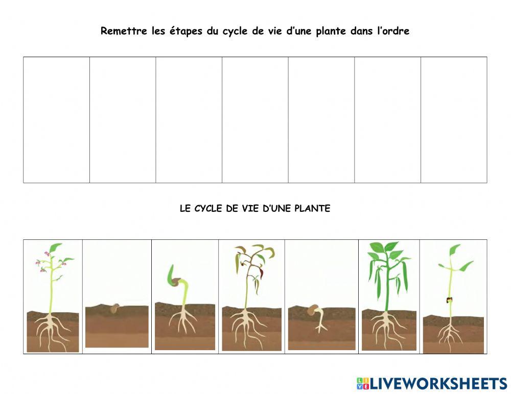Les plantes online activity for Y2 | Live Worksheets