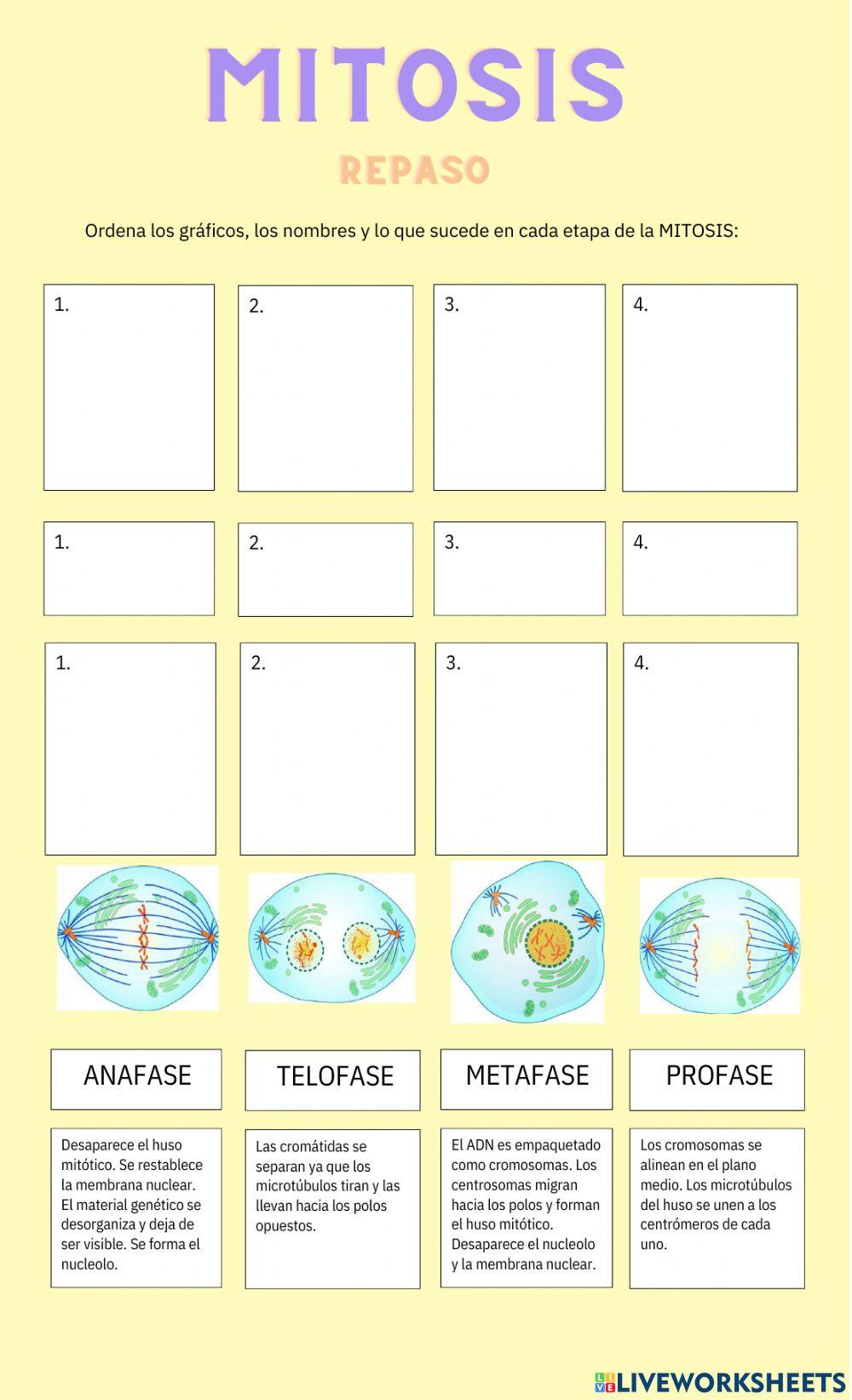 Mitosis 1940985 | carlacaron | Live Worksheets