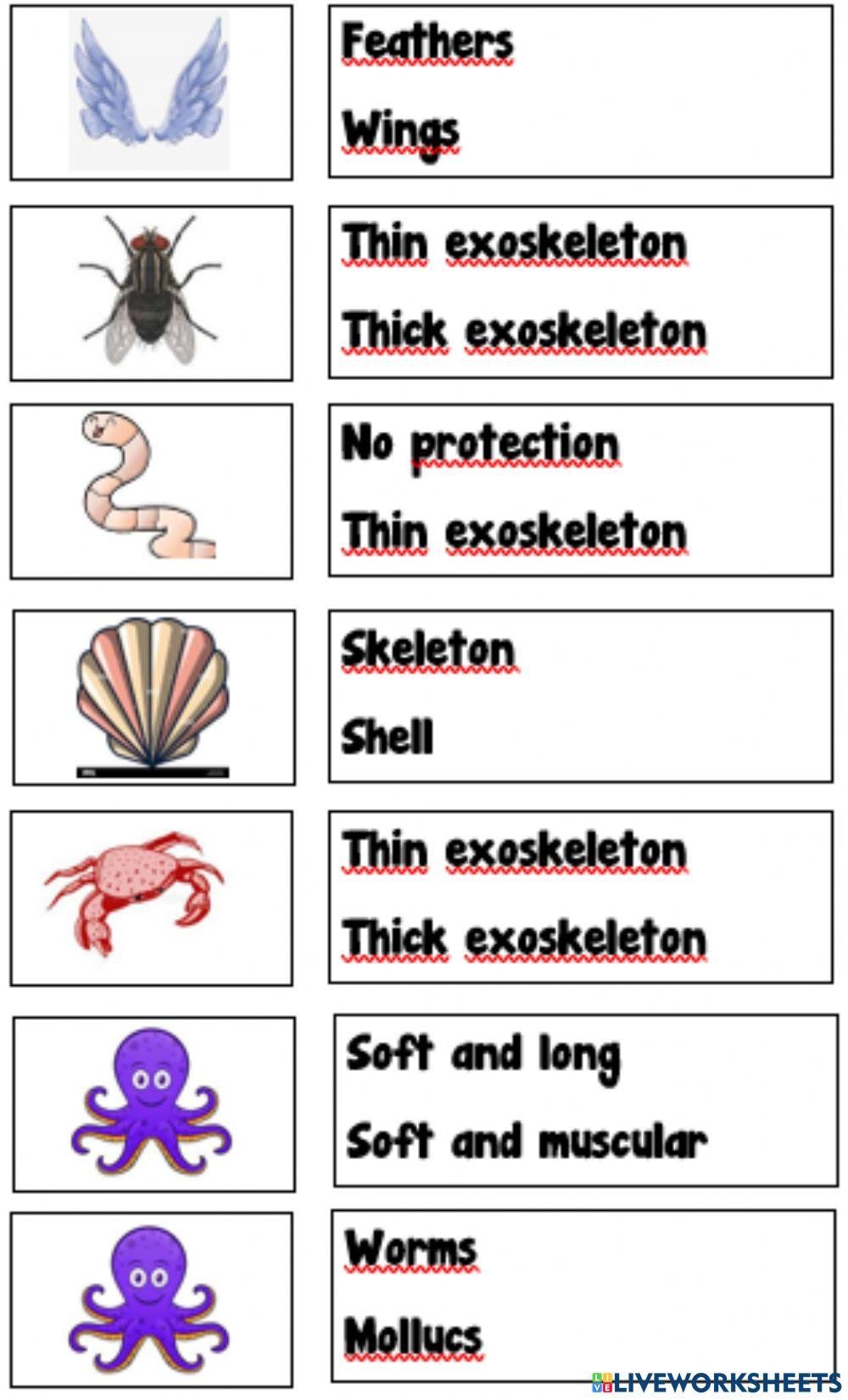 Invertebrates c… | Free Interactive Worksheets | 1943244