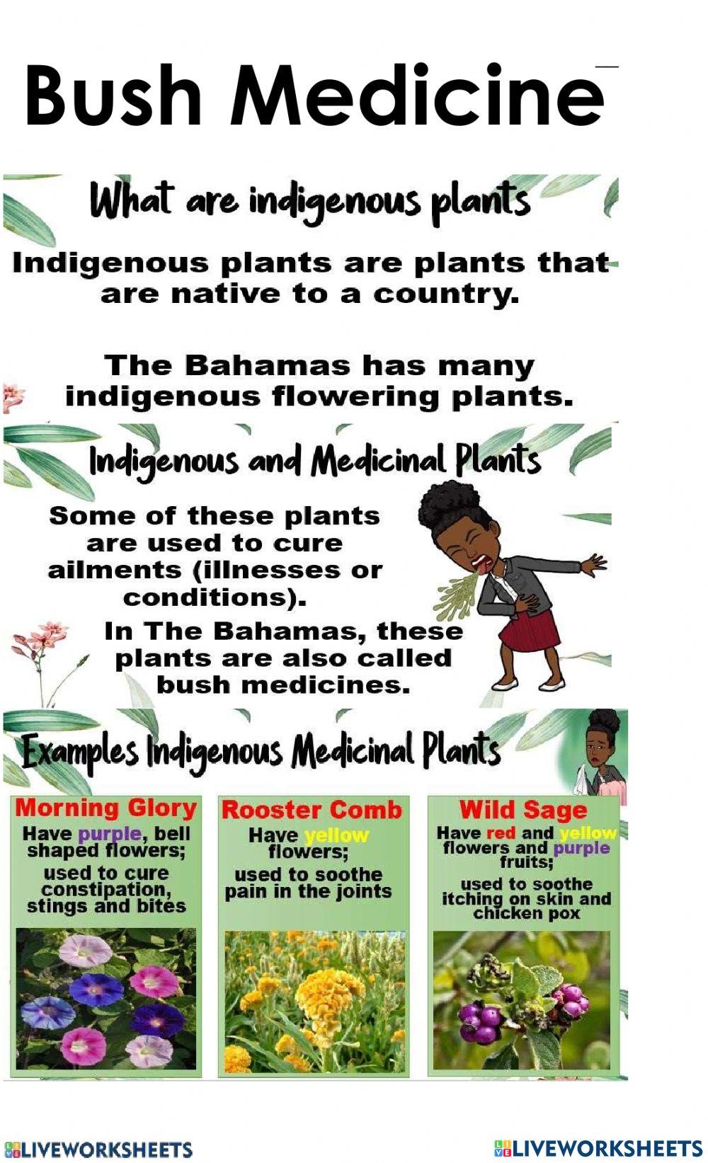 Bush Medicine Anchor Chart online exercise for | Live Worksheets