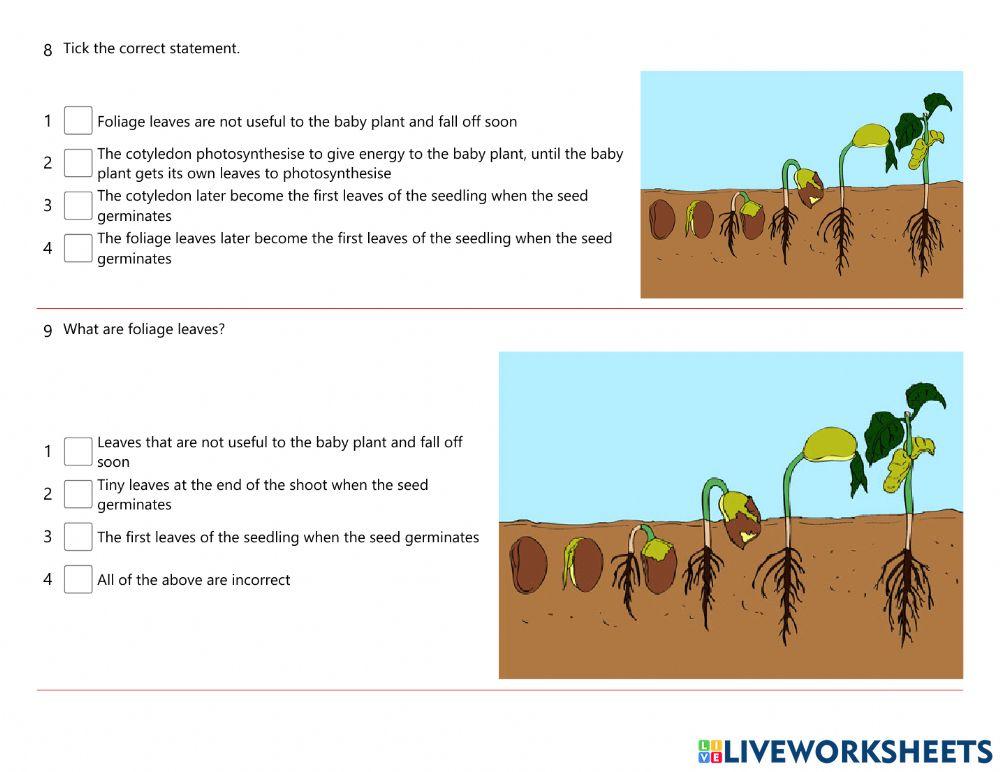 1956891 | Science Germination Quiz (23.3.2022) | Min Ko