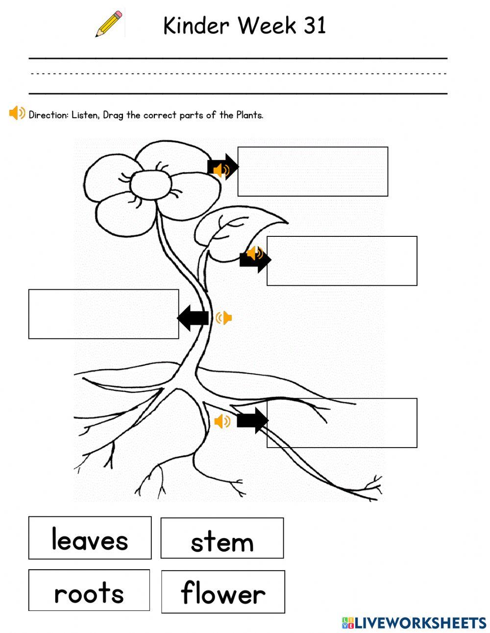 Kinder Summative Assessment week 31 worksheet | Live Worksheets