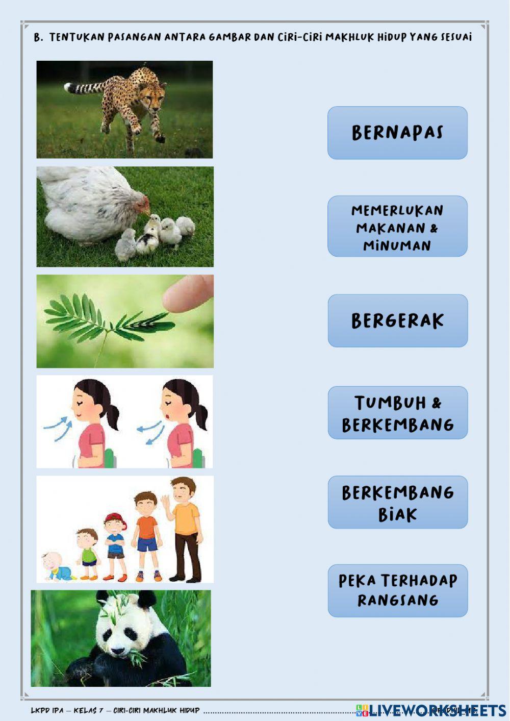 2801958 | LKPD IPA KELAS 7 MATERI CIRI-CIRI MAKHLUK HIDUP