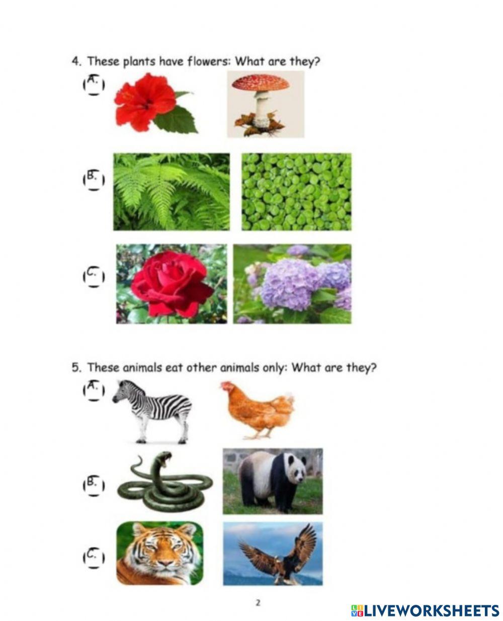 science animal yr 3 2802692 | mahani binti md harun