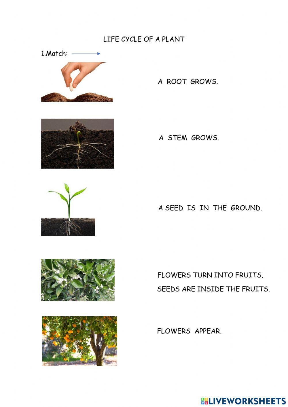 LIFE CYCLE OF A PLANT online exercise for | Live Worksheets