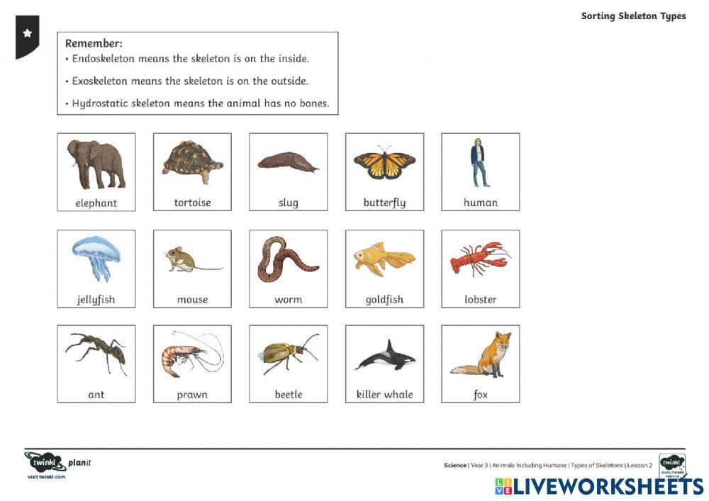 Types of Skeleton online exercise for | Live Worksheets