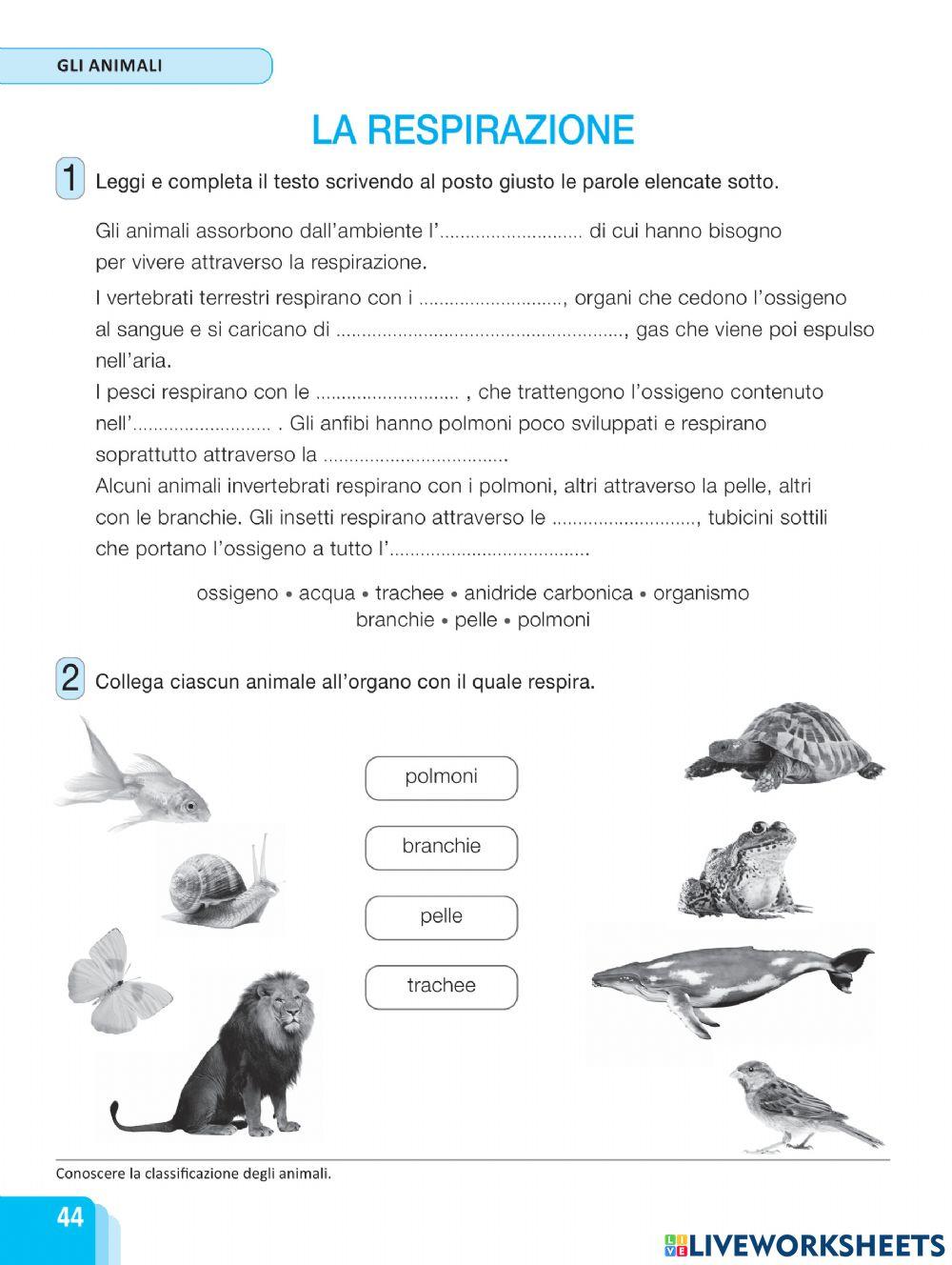 SCIENZE: VERIFICA ANIMALI STEP 4 online exercise for | Live Worksheets