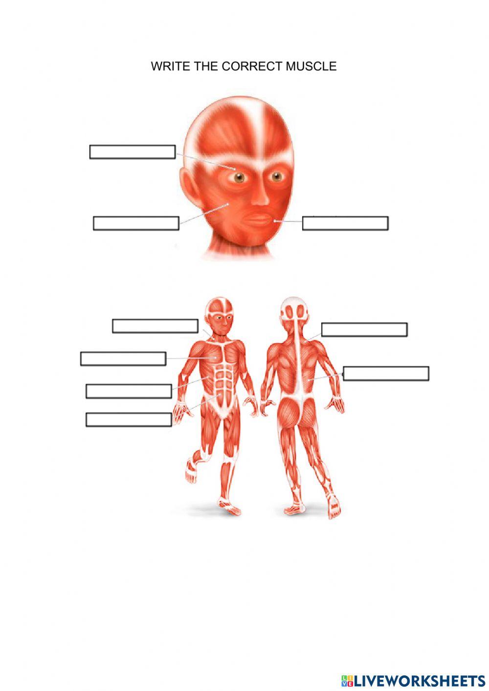 1967973 | Muscles 2 | victor_nogales | LiveWorksheets