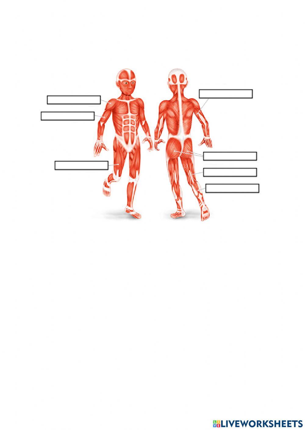 1967973 | Muscles 2 | victor_nogales | LiveWorksheets