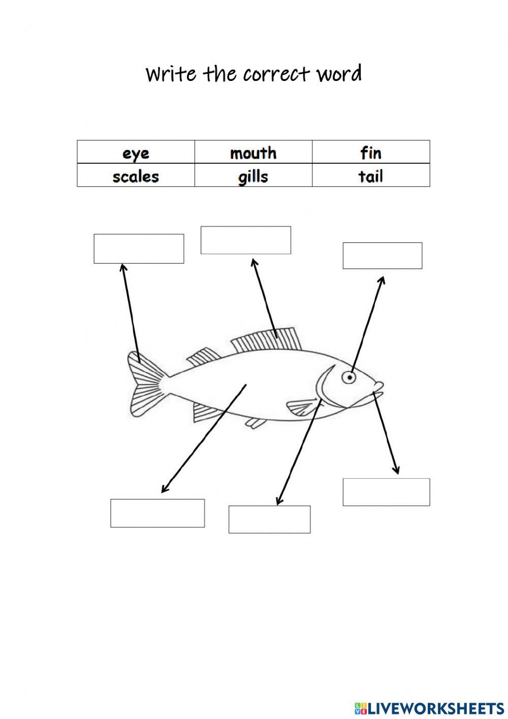 Fish body parts | Free Interactive Worksheets | 1969903