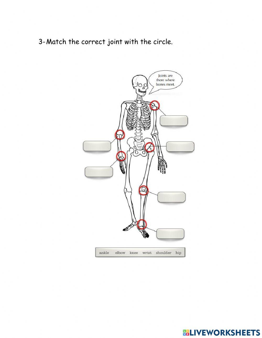 Locomotor system | ZairaB | Live Worksheets