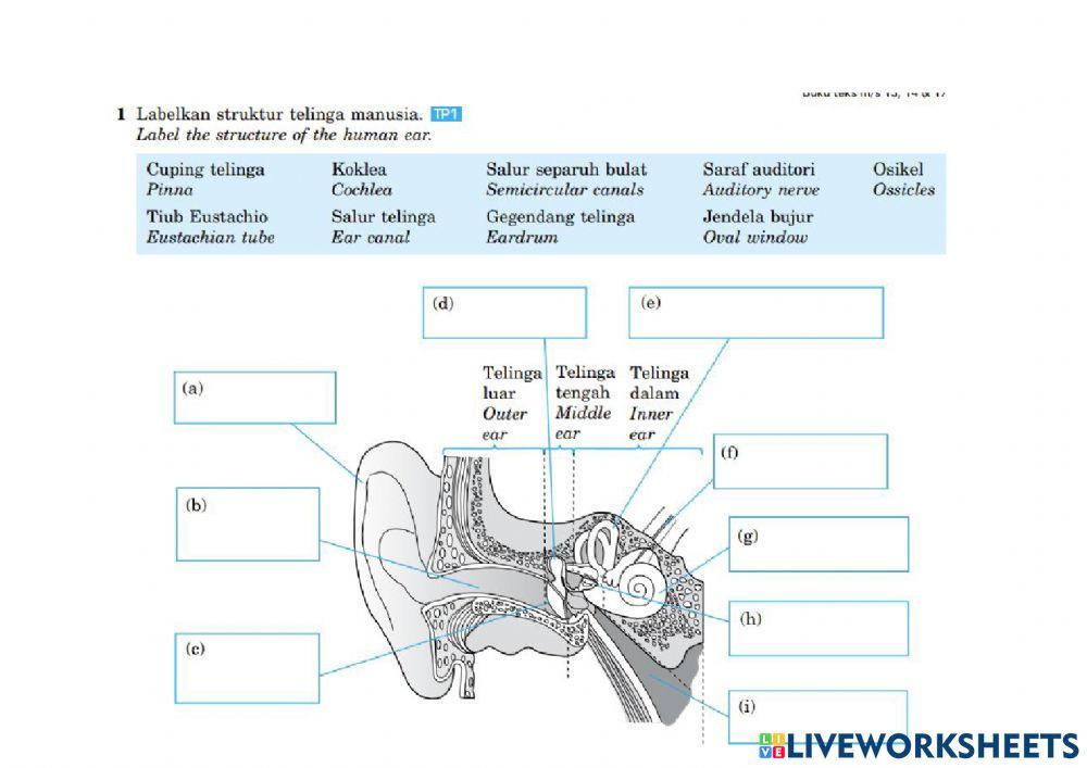 LATIHAN STRUKTUR TELINGA online exercise for | Live Worksheets