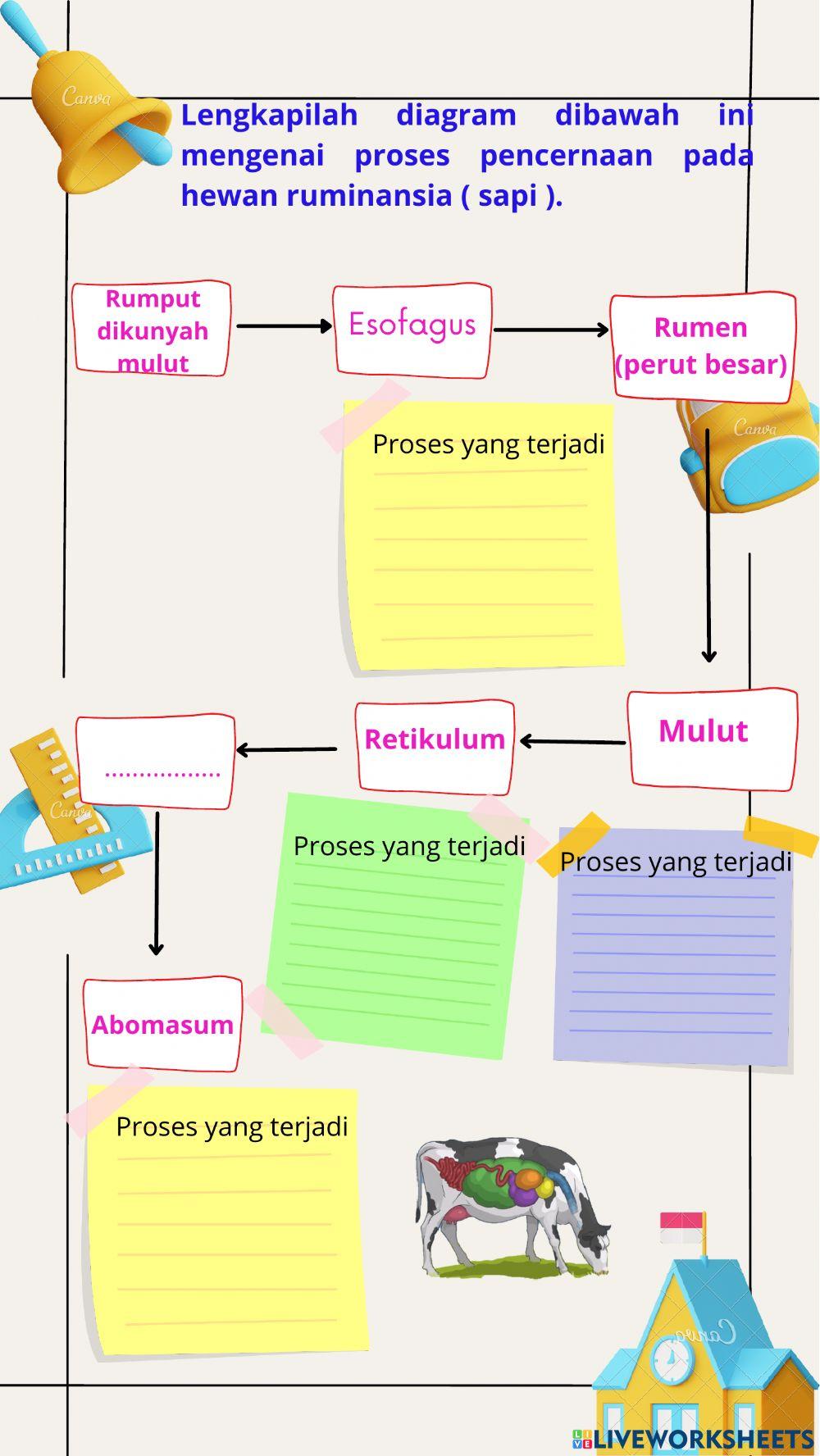 Proses pencernaan pada hewan ruminansia (sapi) worksheet | Live Worksheets