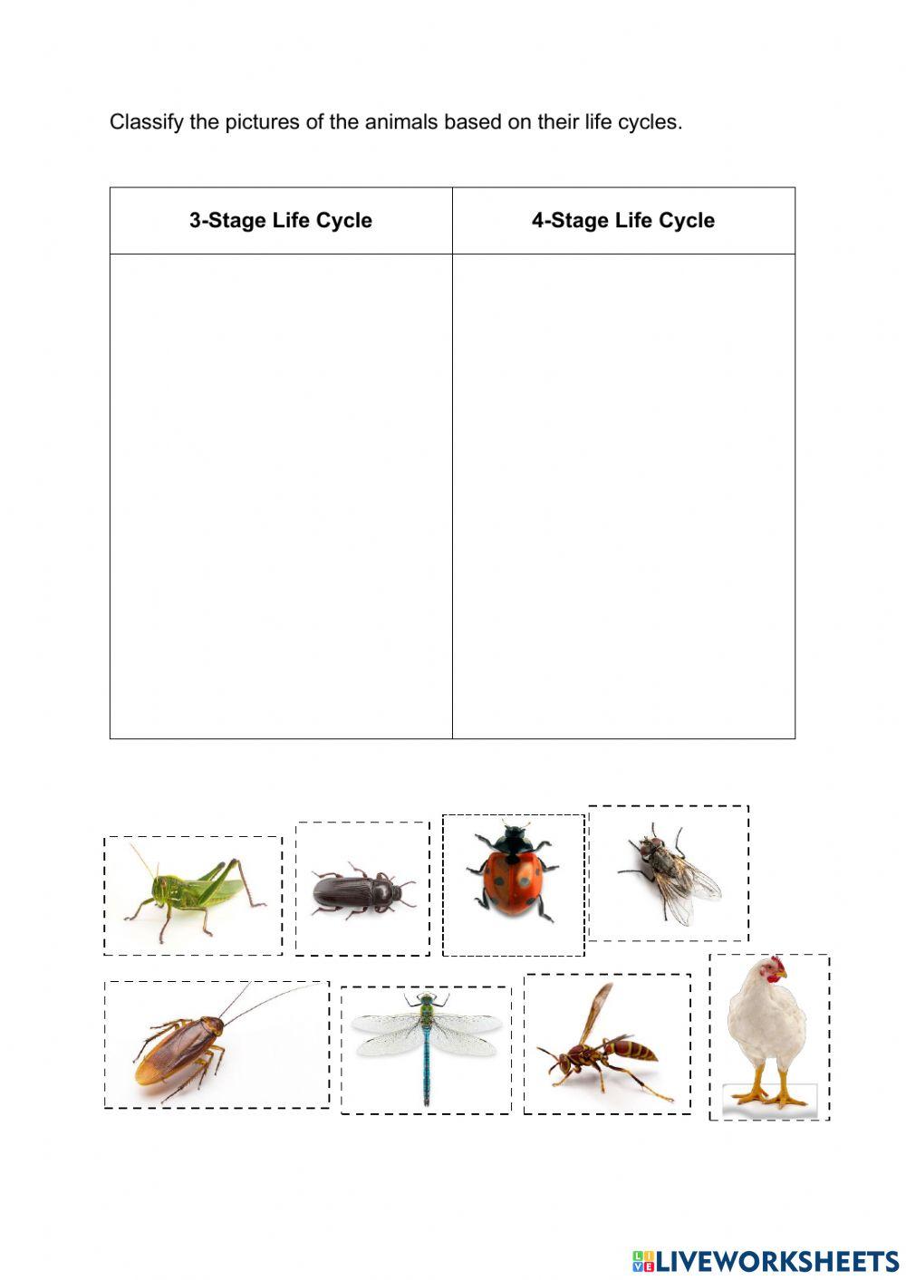 2774983 | Life Cycles of Animals 2 | Gia Monica Macion