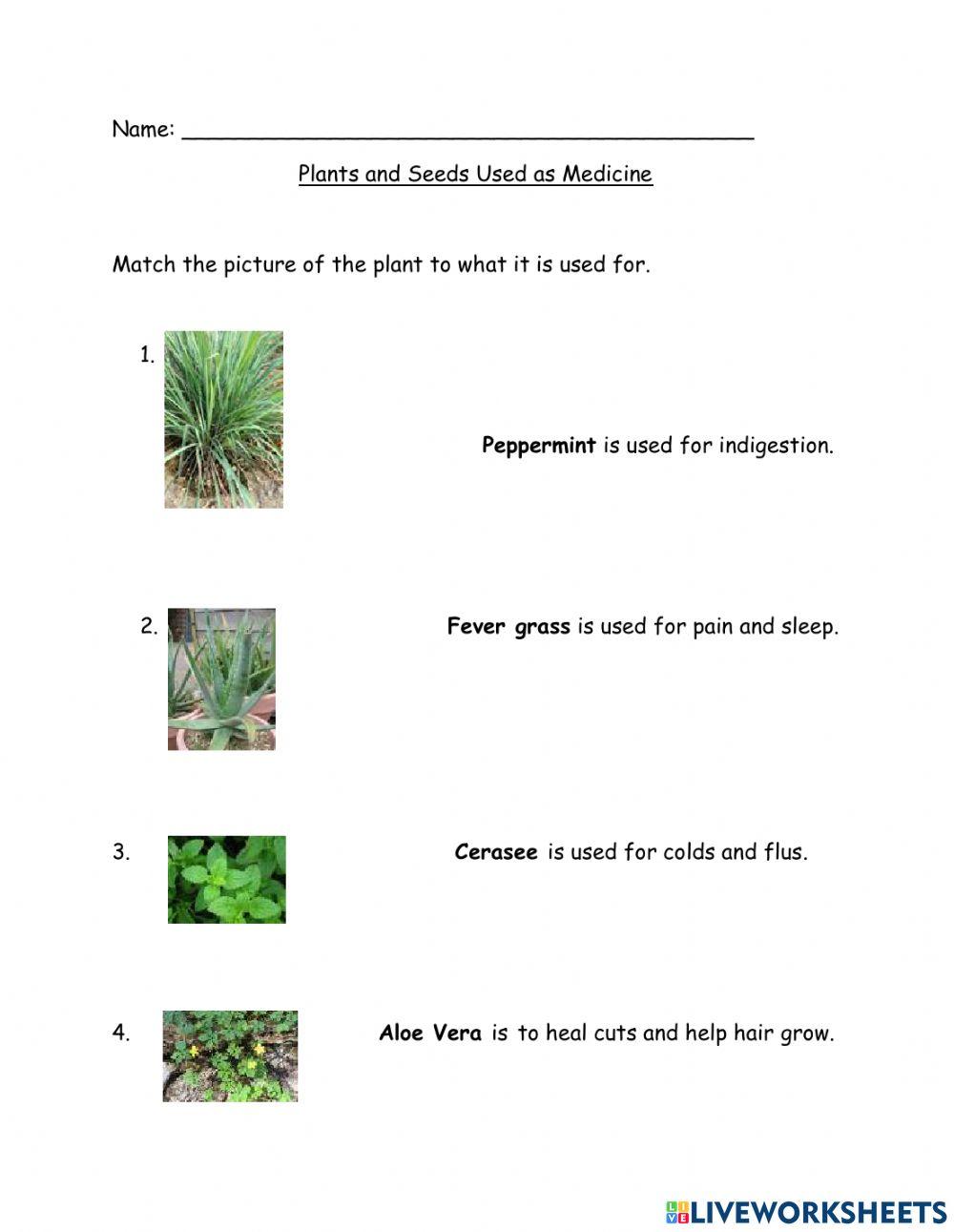 Bush medicine 1 online exercise for | Live Worksheets