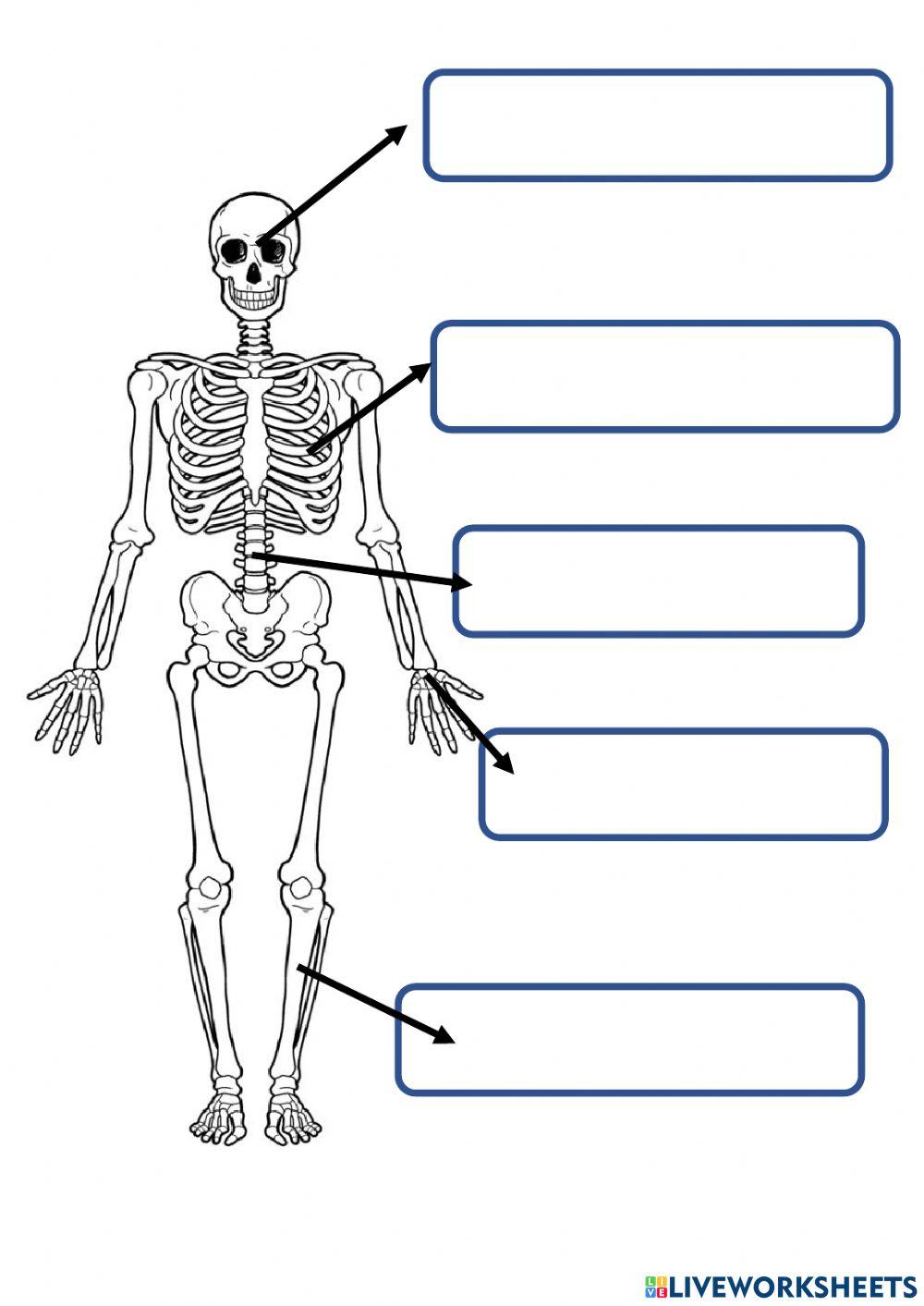 Sistem rangka manusia free activity | Live Worksheets