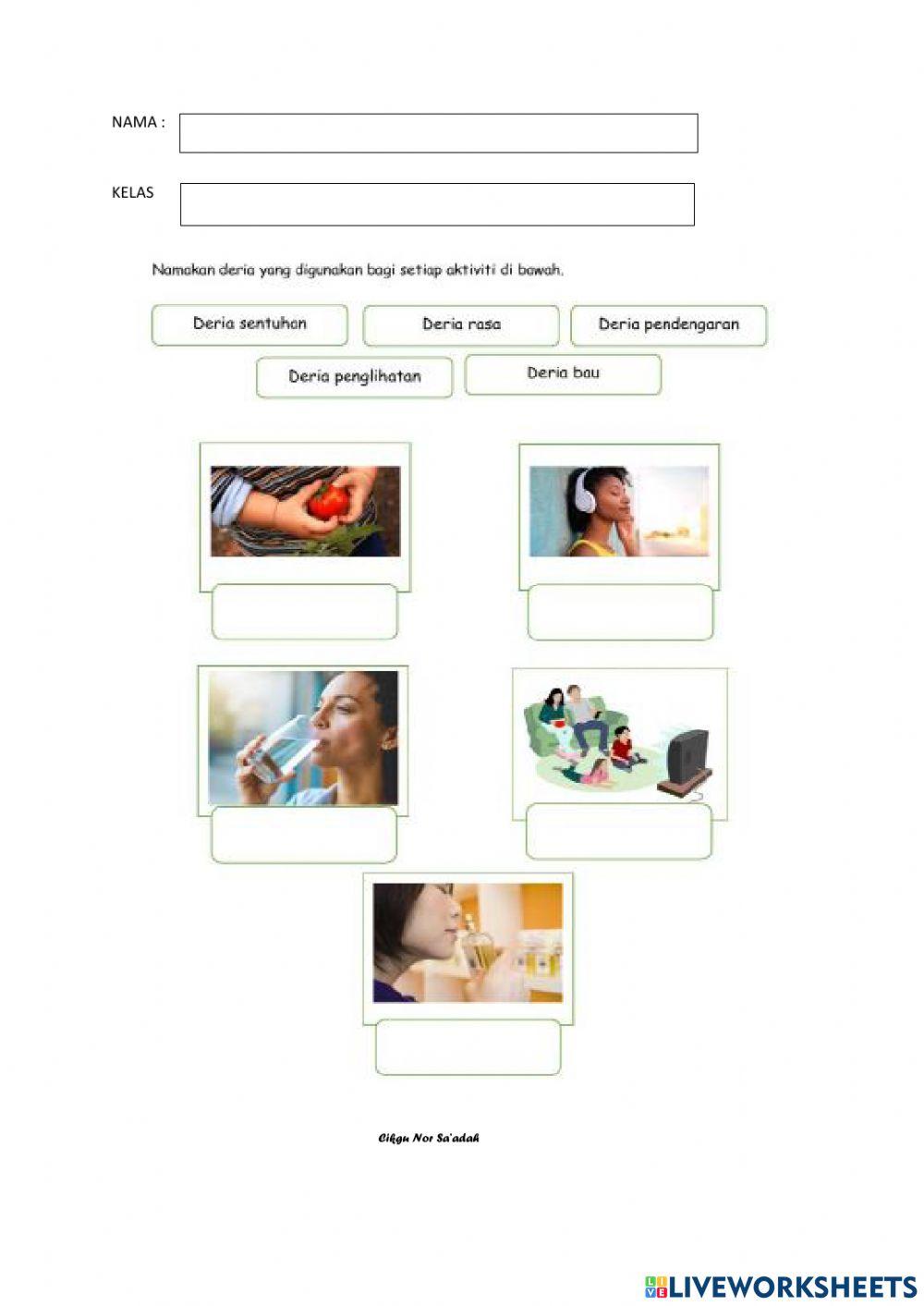 Sains Tahun 3 Memerhati online exercise for | Live Worksheets