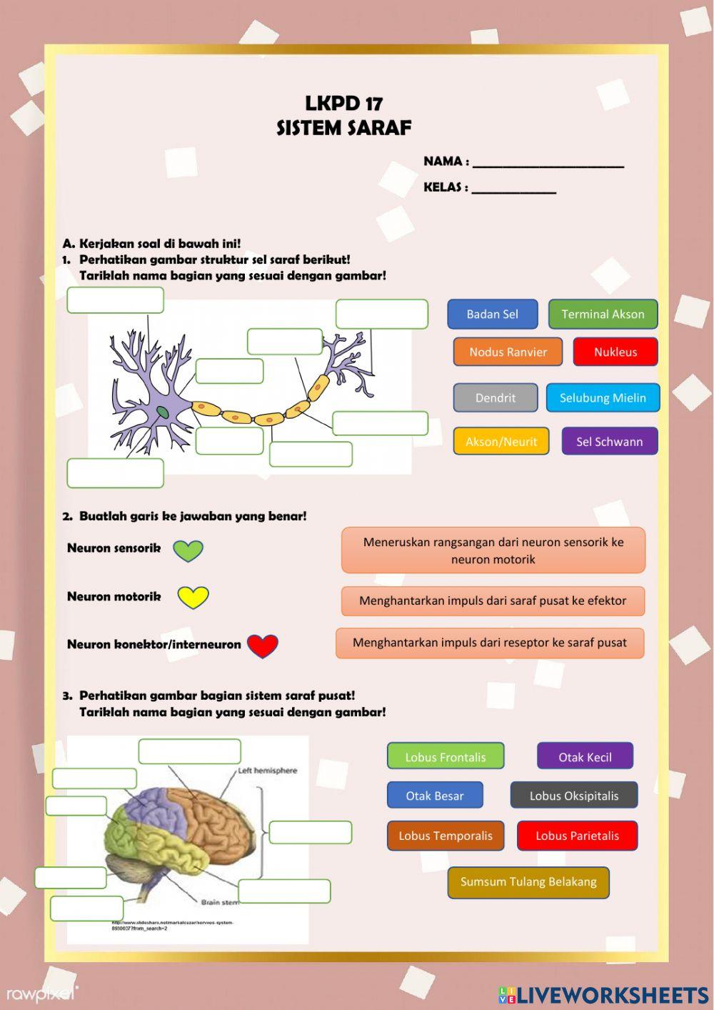 E Lkpd Sistem Saraf Interactive Worksheet - vrogue.co