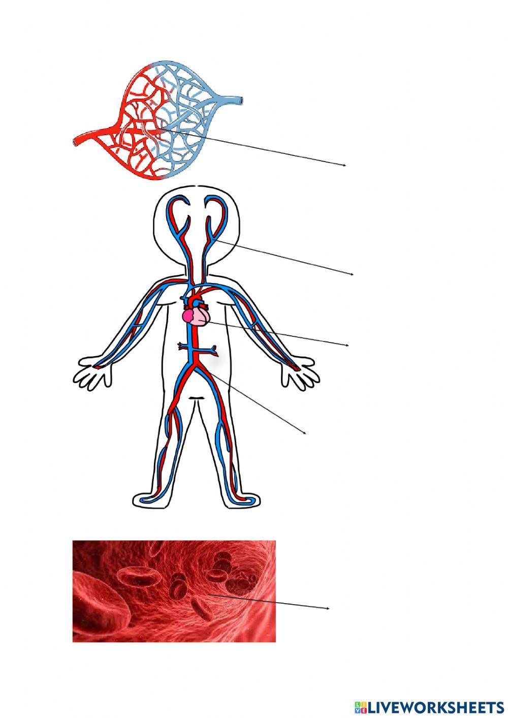 PARTS OF THE CIRCULATORY SYSTEM online exercise for | Live Worksheets