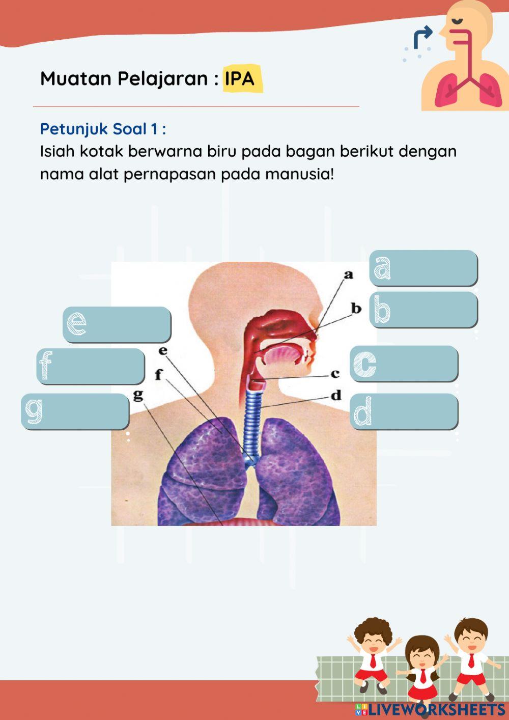 Lkpd Sistem Pencernaan Manusia Worksheet - vrogue.co Lkpd Sistem Pencernaan Manusia Worksheet - vrogue.co