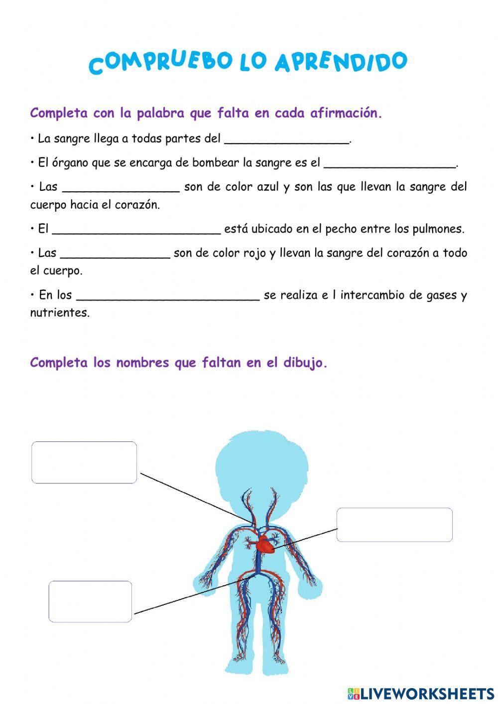 El Sistema Circulatorio Online Activity For Cuarto De Primaria Live ... El Sistema Circulatorio Online Activity For Cuarto De Primaria Live ...