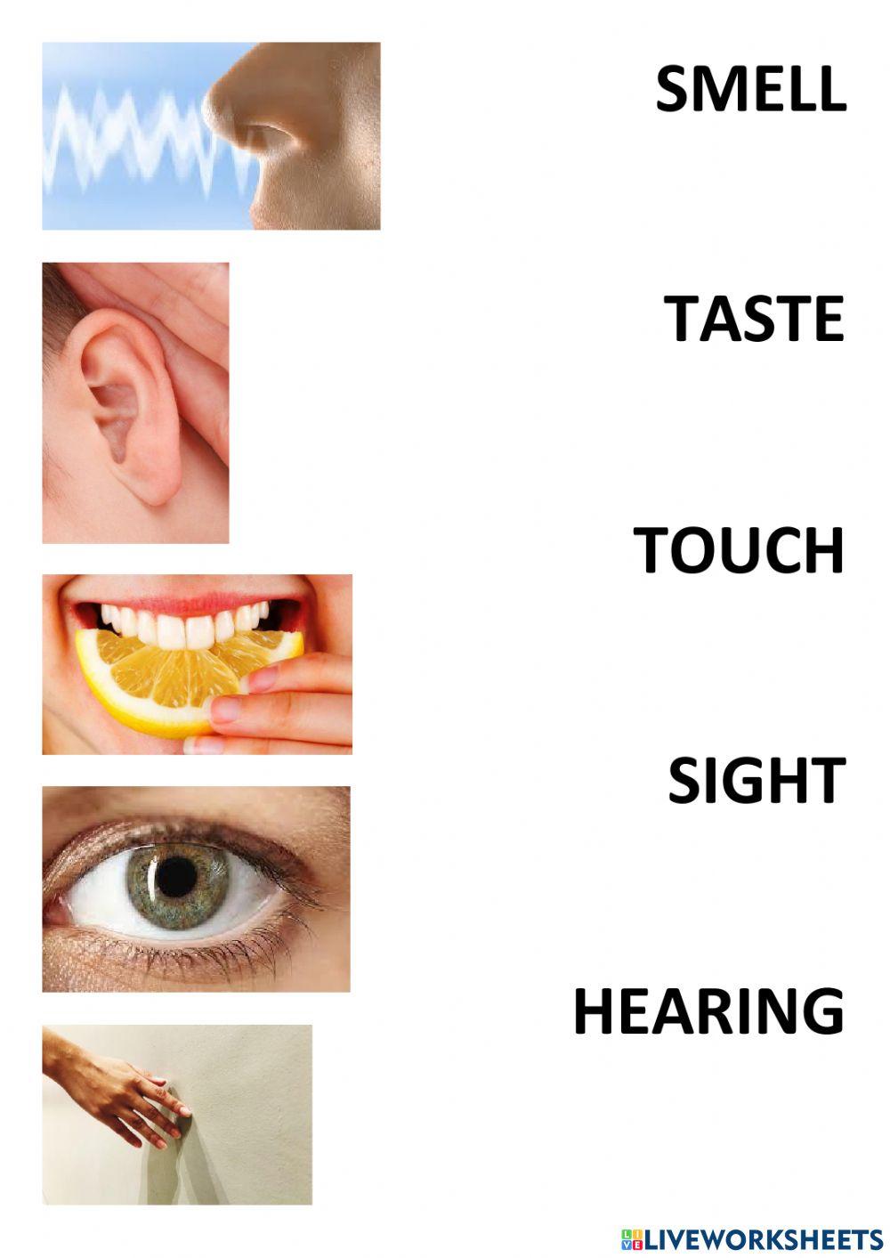 5 Senses online exercise for 6º | Live Worksheets