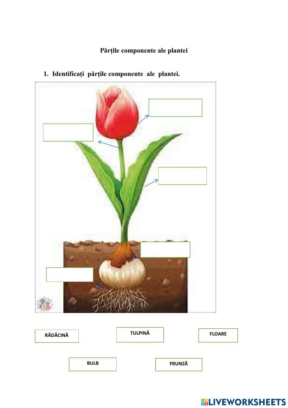 FIȘĂ DE LUCRU- LALEAUA | BA26021981 | Live Worksheets