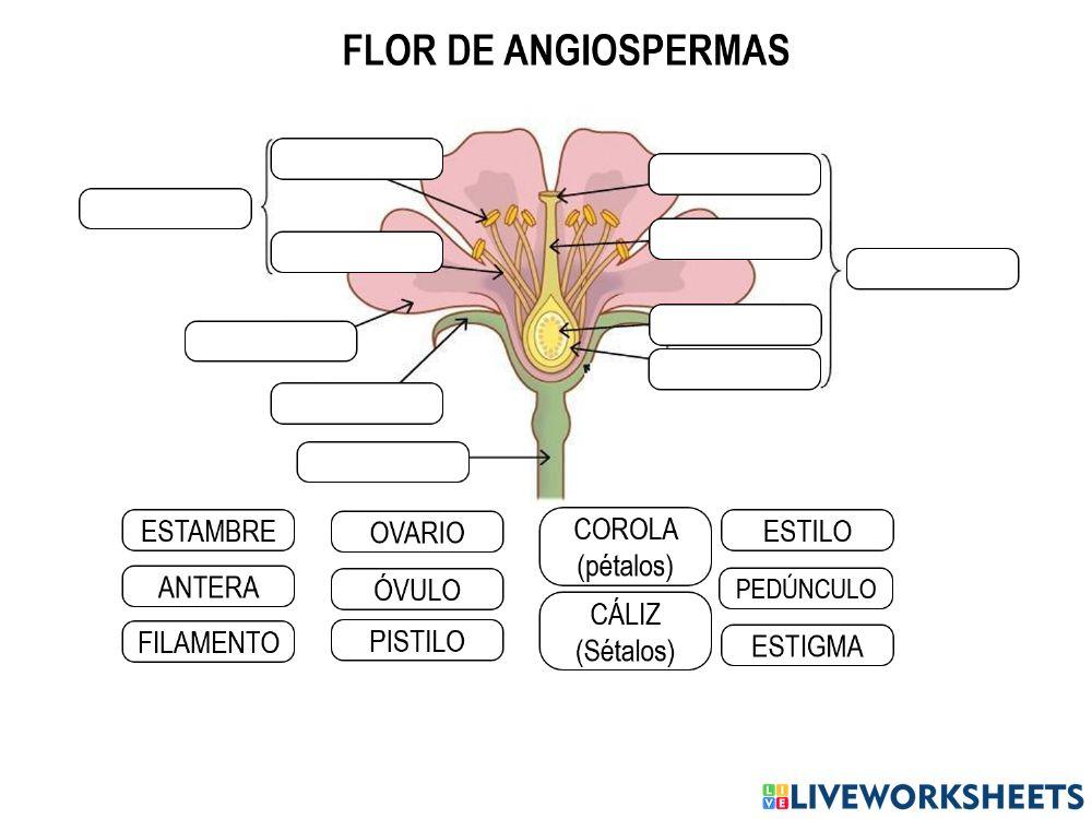2838204 | Flor tipo angiospermas: partes | CarolinaBioGeo