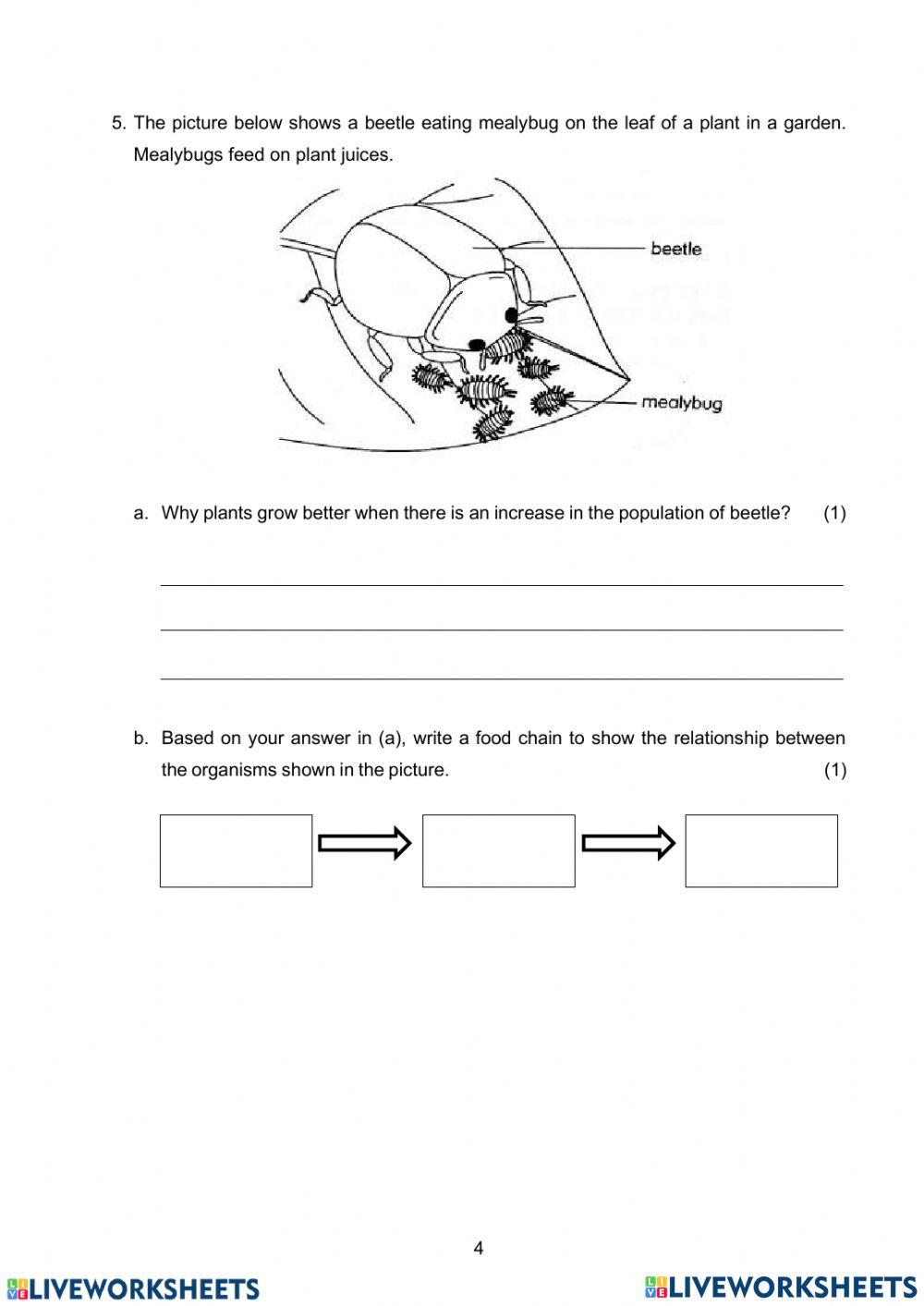 Food chain and food web online activity | Live Worksheets