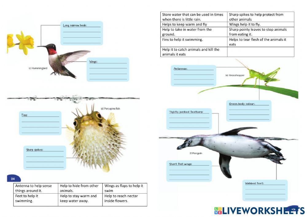 Science Year 5 - Adaptations WB online exercise for | Live Worksheets
