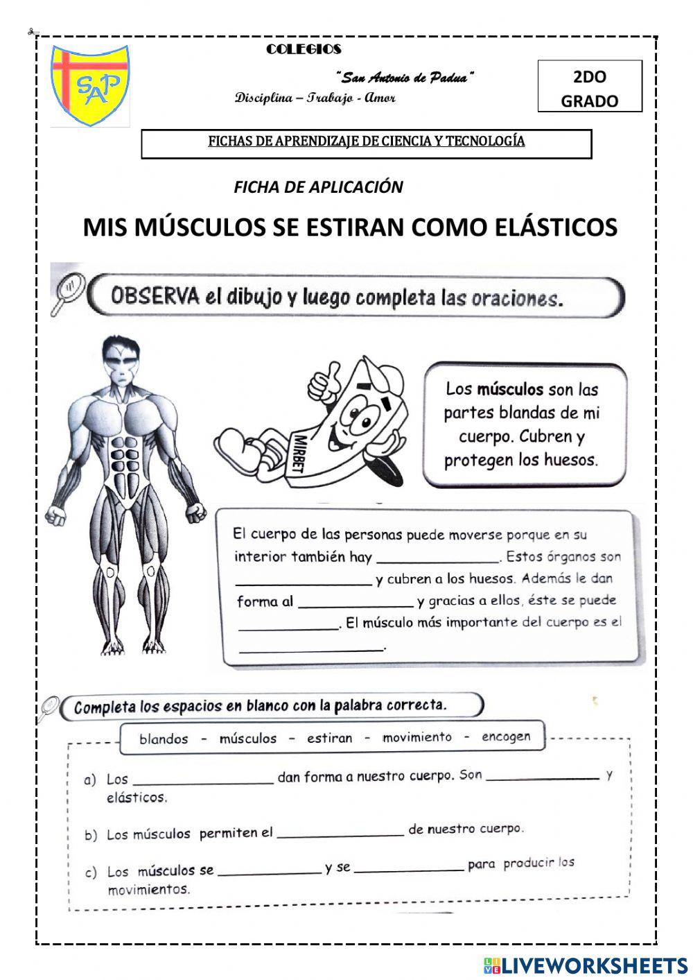 Los músculos interactive activity for ciencia | Live Worksheets