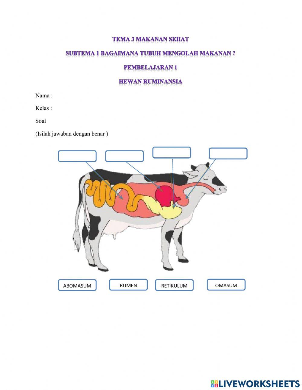 Lkpd hewan ruminansia worksheet | Live Worksheets