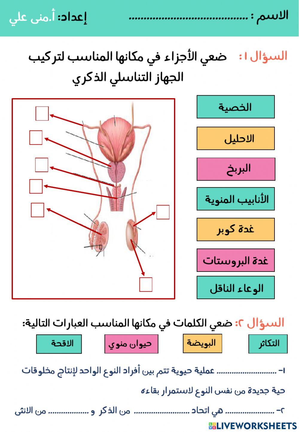 تركيب الجهاز التناسلي الذكري حيا 102 5324000 Muna Ali