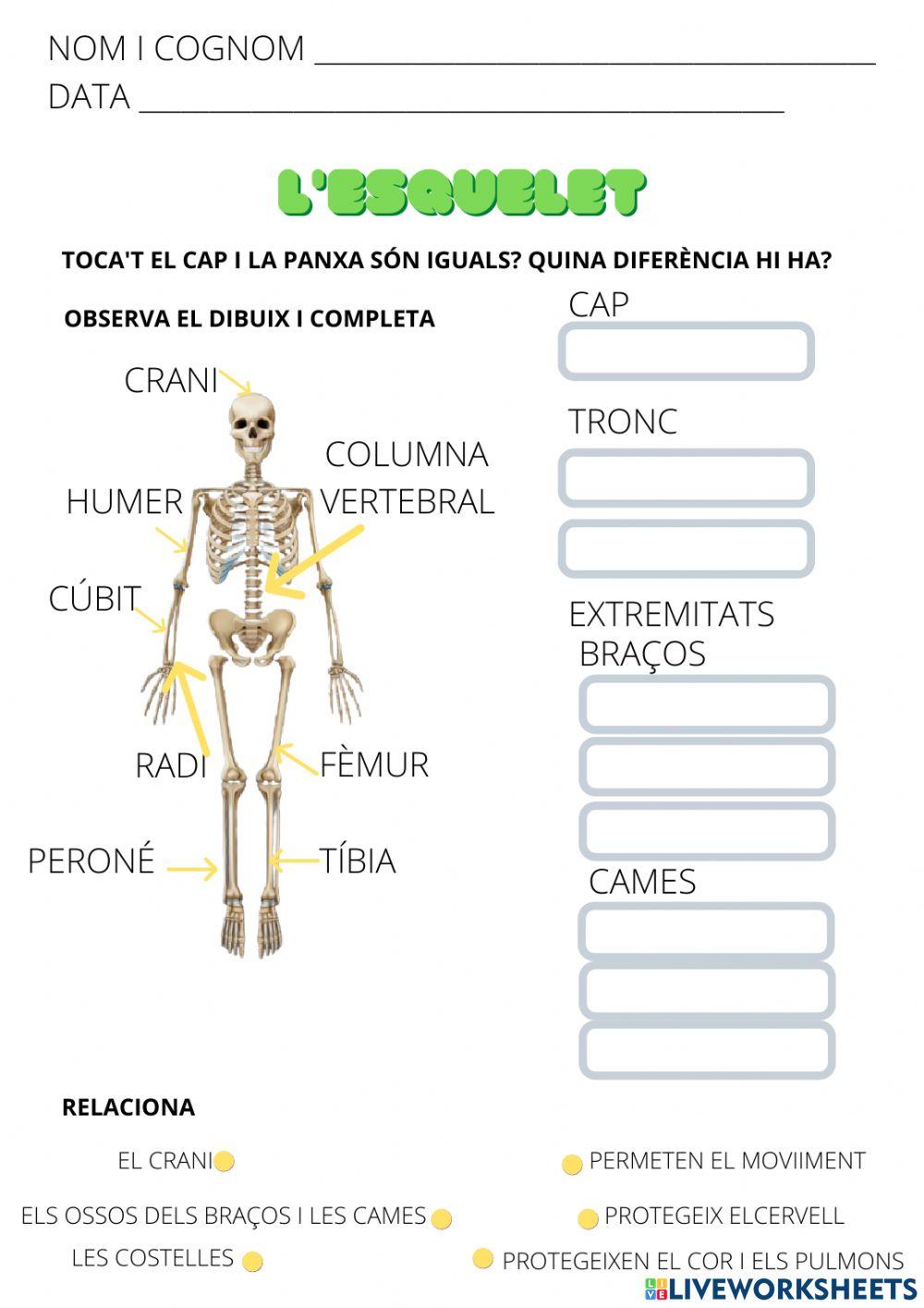 L'esquelet exercise for 2N | Live Worksheets