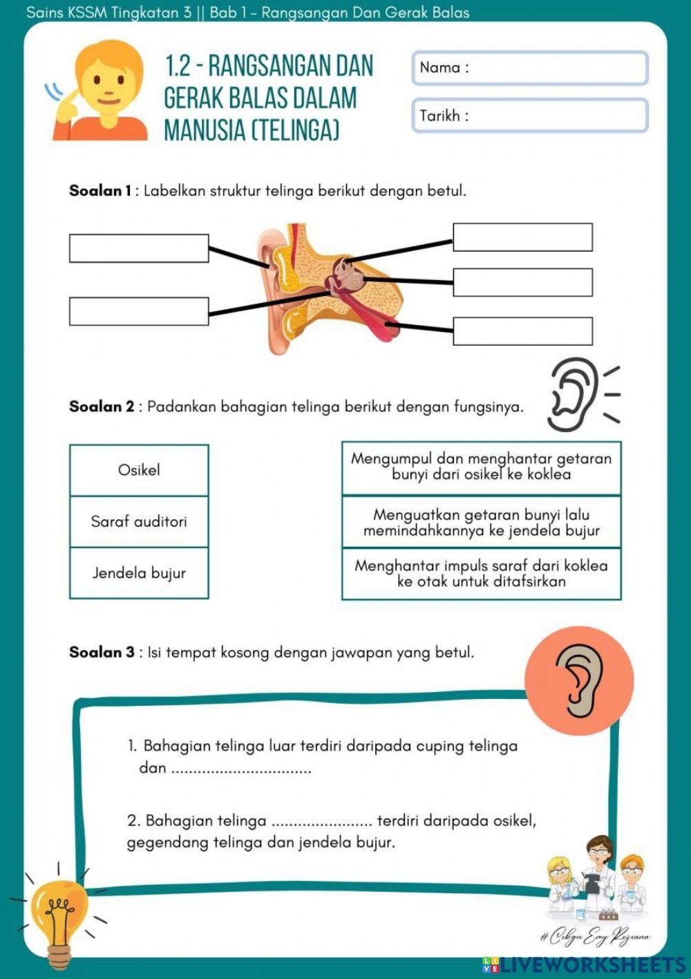 1.2 ORGAN DERIA TELINGA online exercise for | Live Worksheets