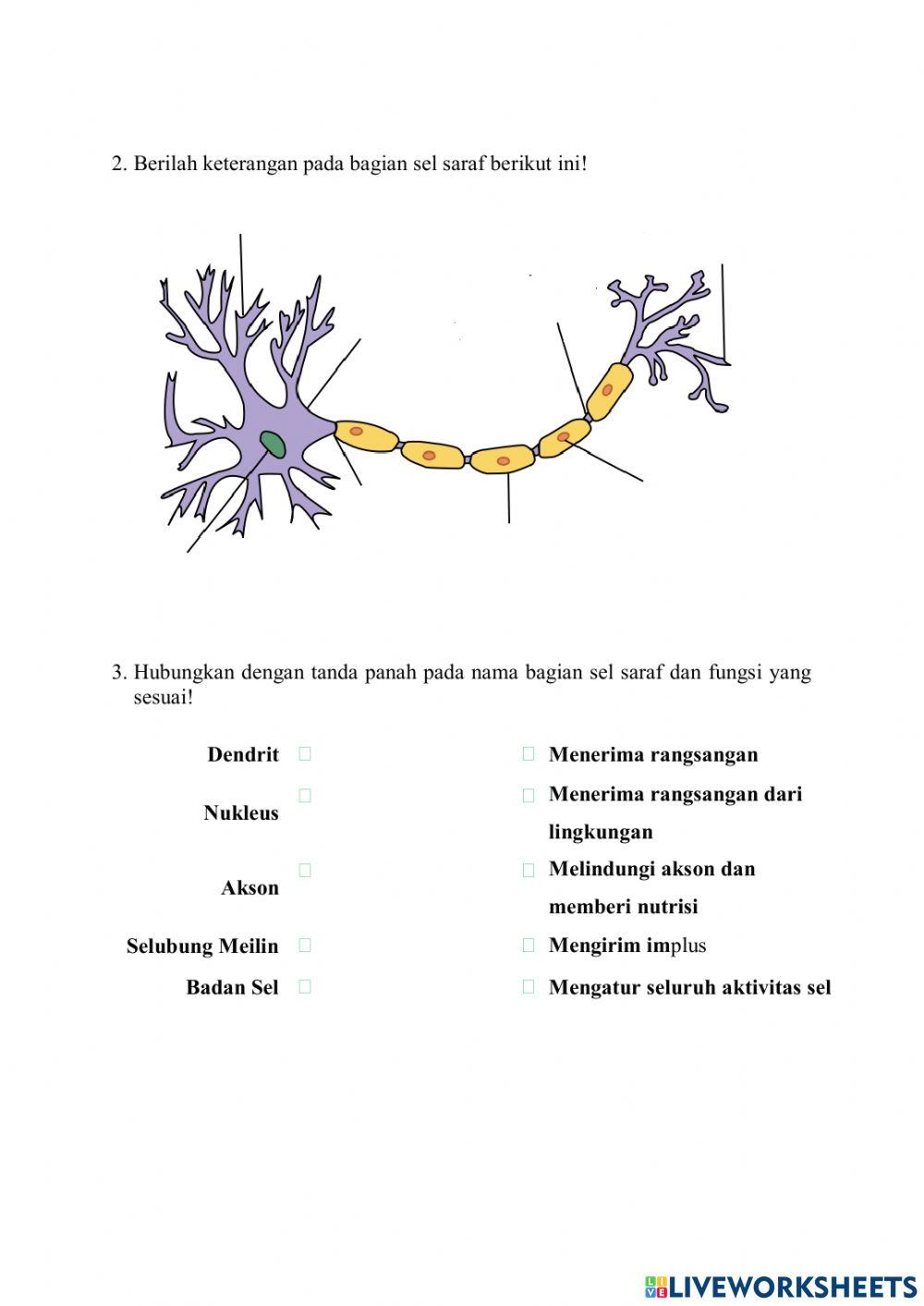 Sistem Saraf 2028840 | sucimulva | Live Worksheets
