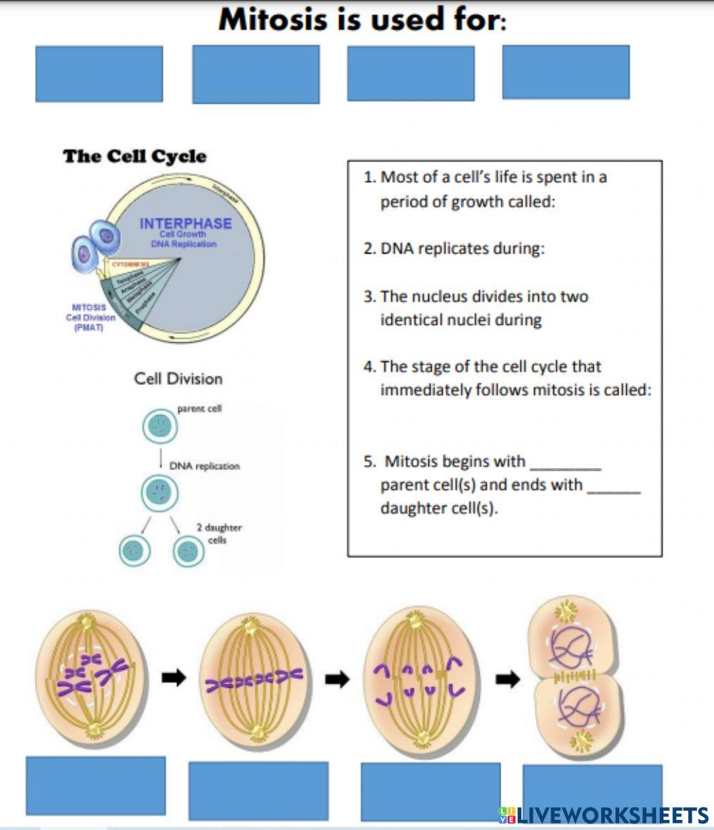 2352402 | mitosis | zeinashukry | LiveWorksheets