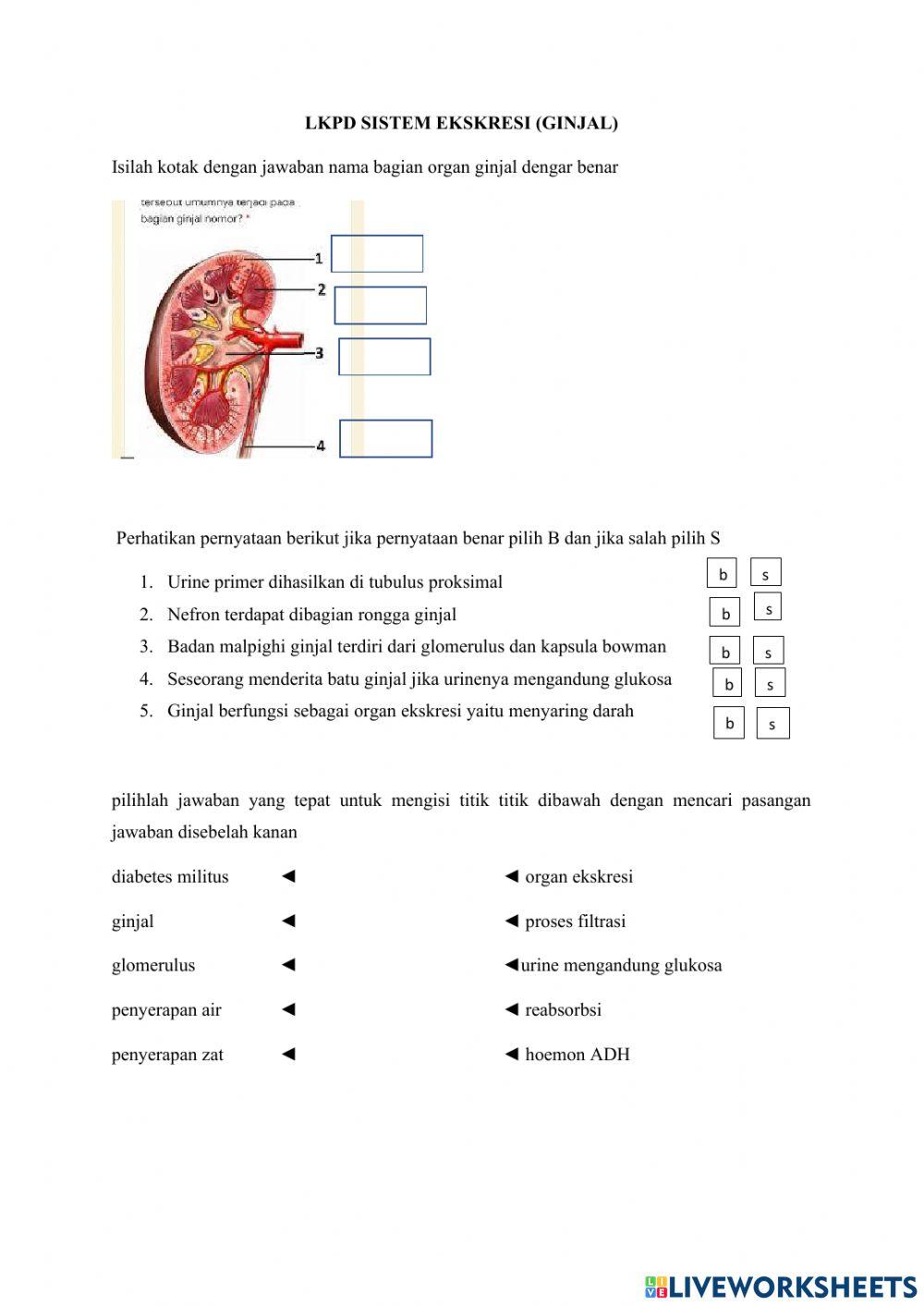 Lkpd sistem ekskresi(ginjal) activity | Live Worksheets