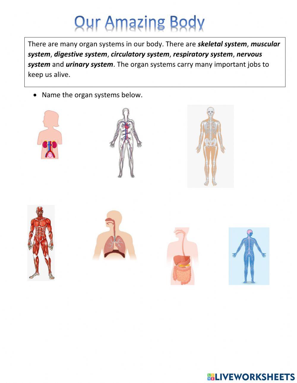 Our amazing body online exercise for | Live Worksheets