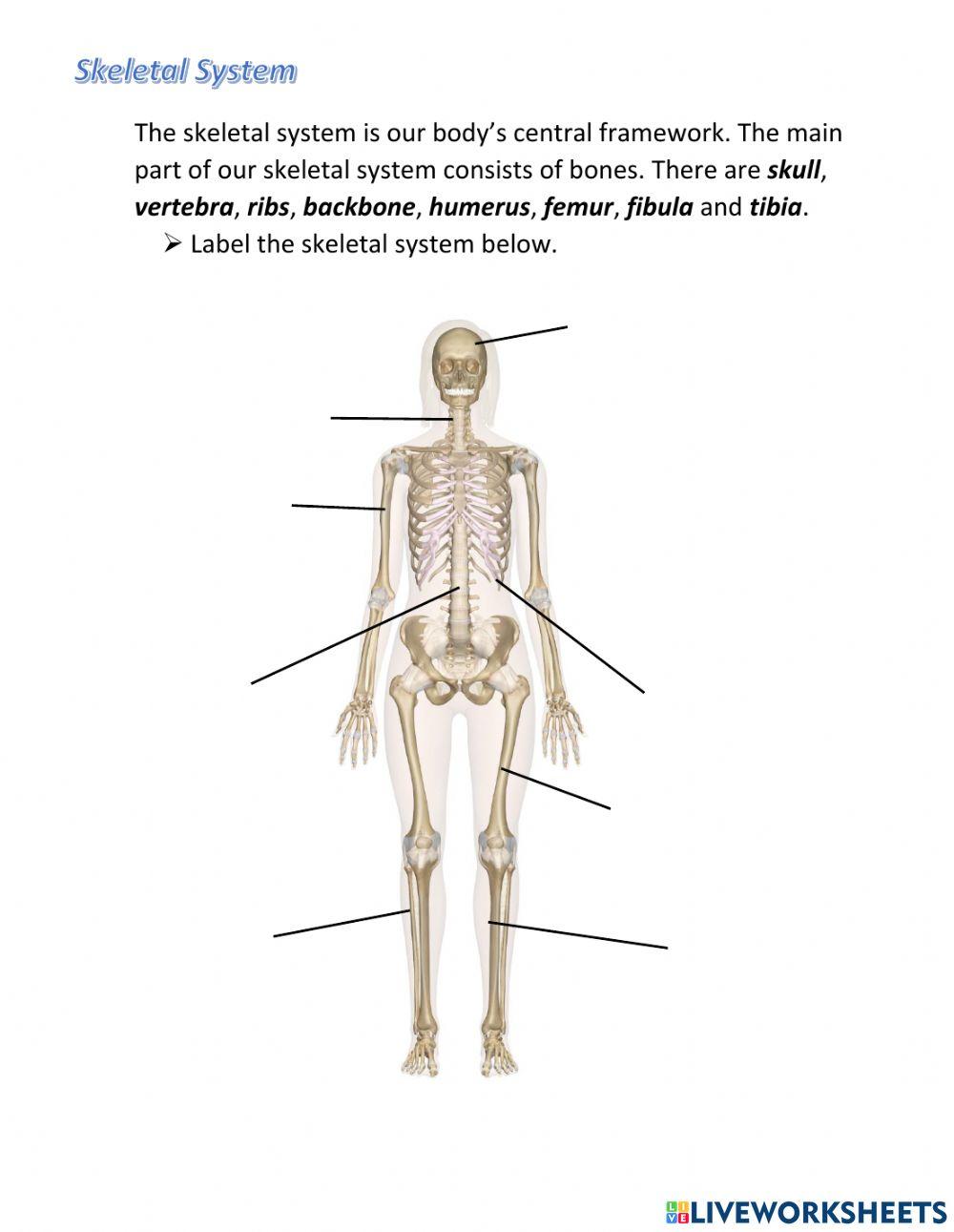 Our amazing body online exercise for | Live Worksheets